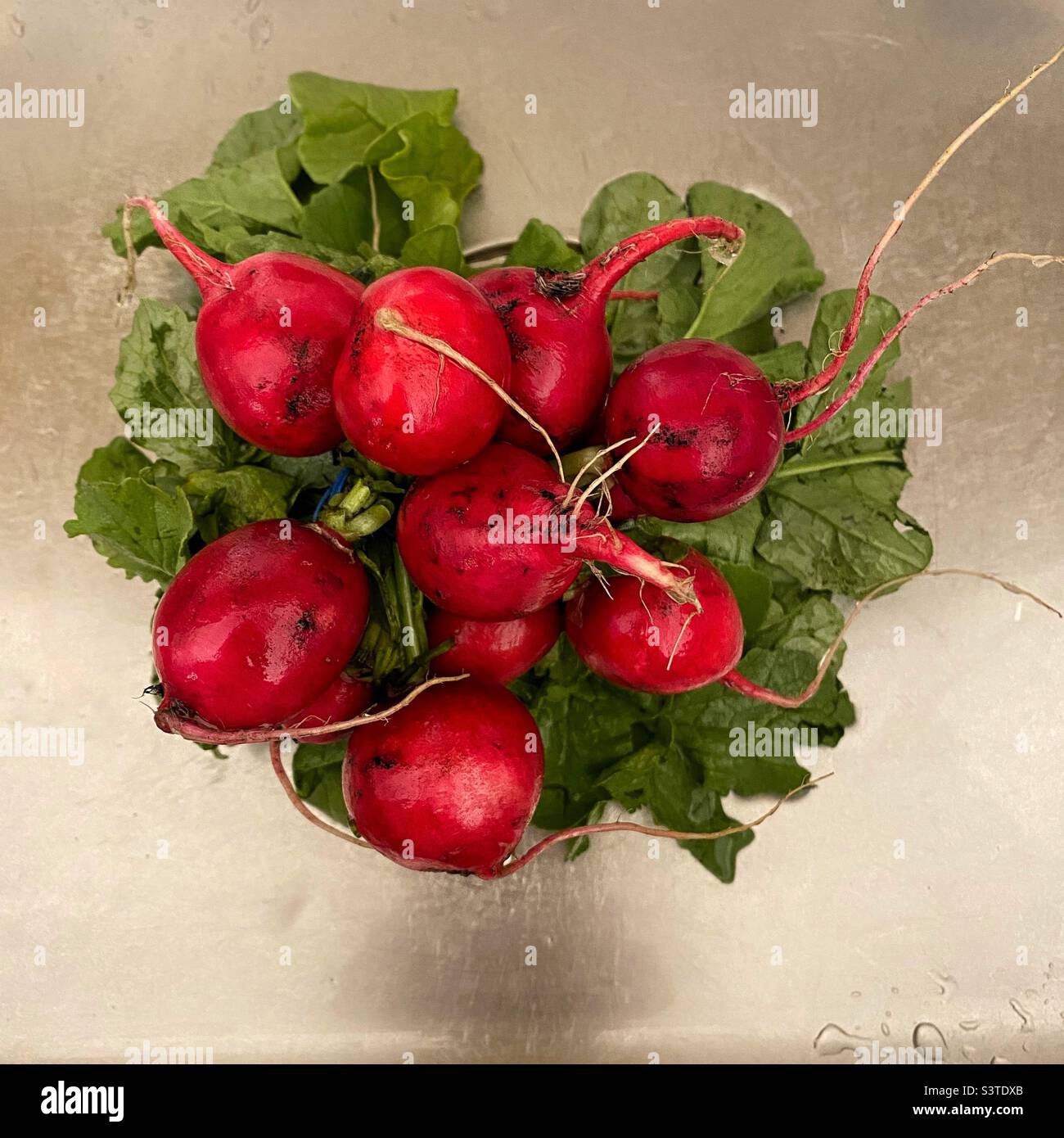 Radishes plants hi-res stock photography and images - Alamy