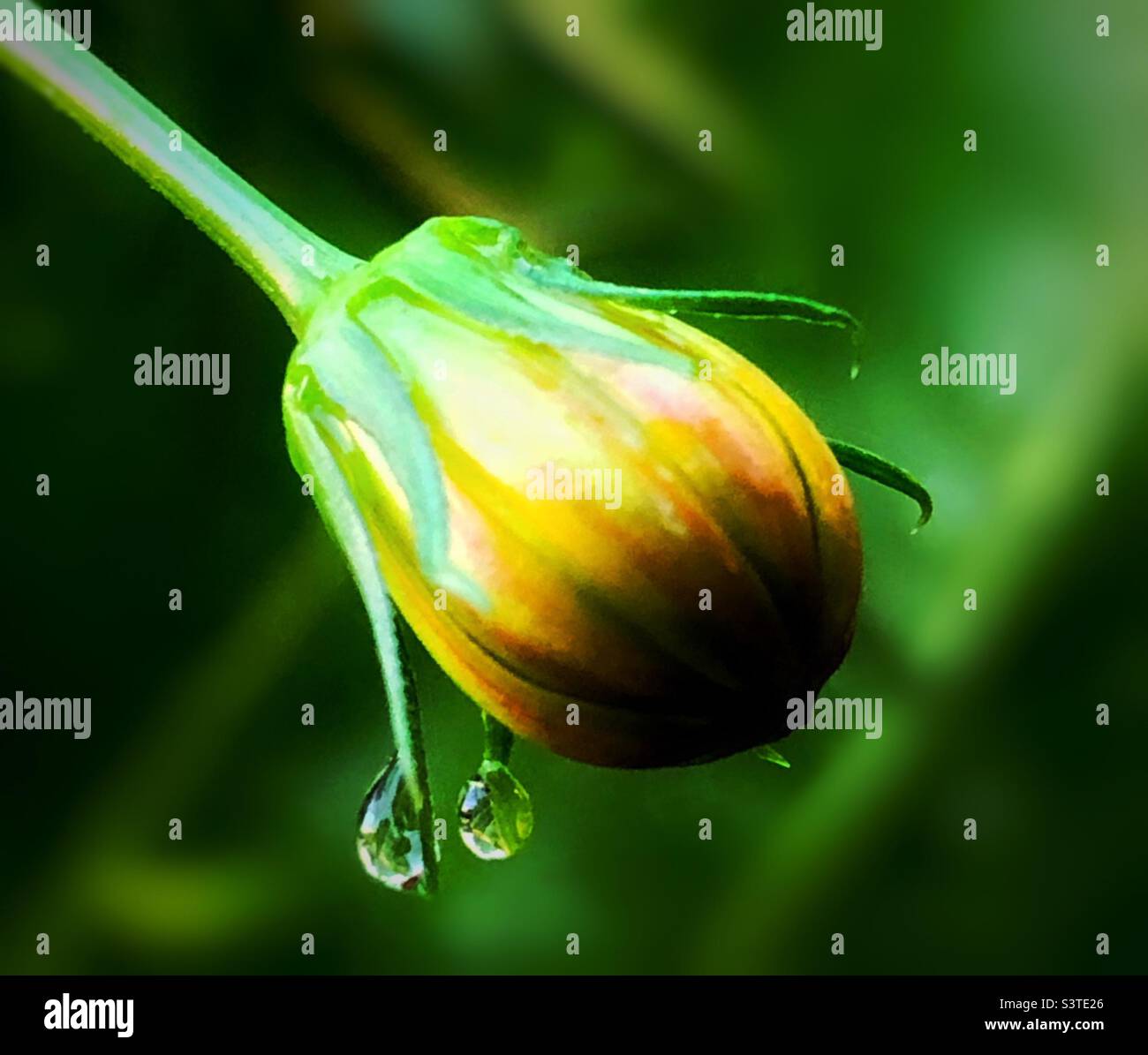 Flower after rain Stock Photo - Alamy