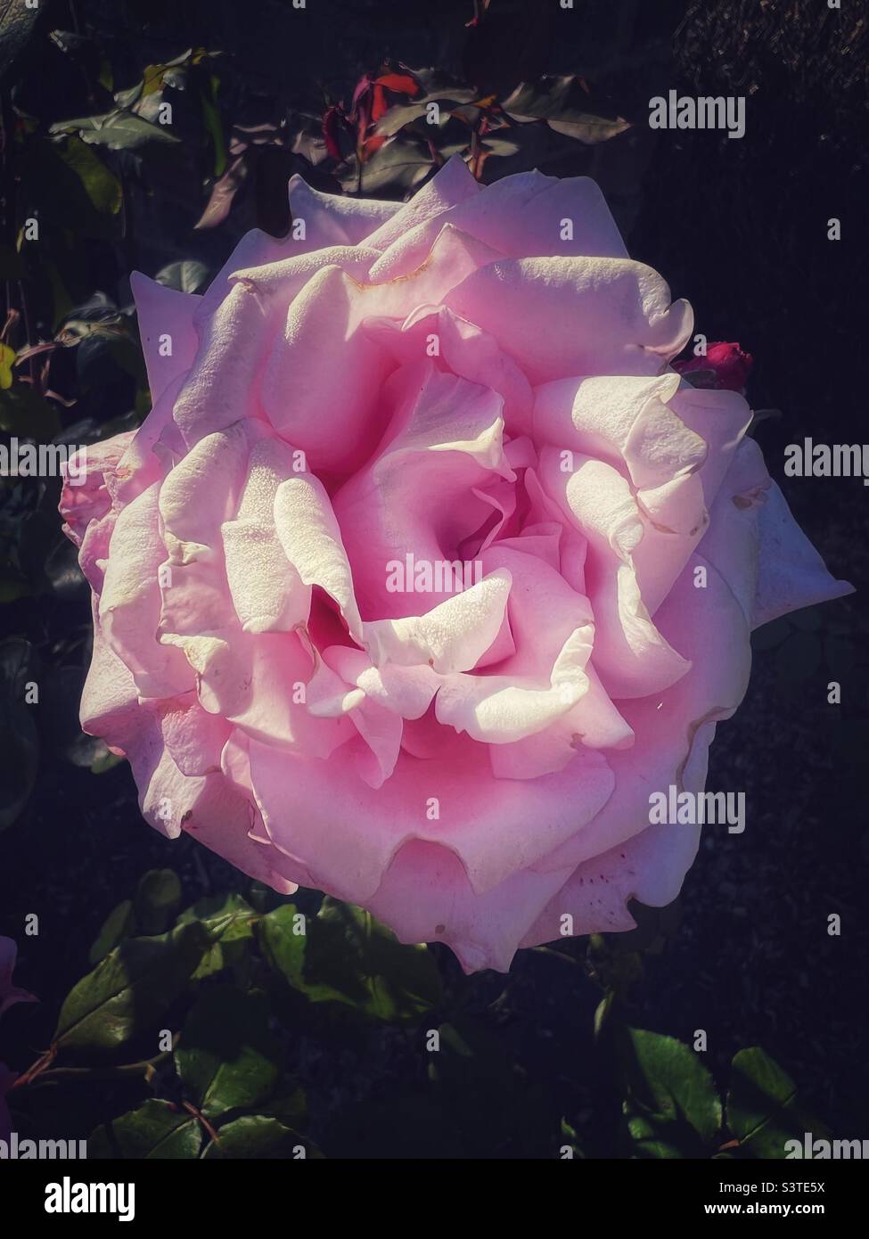 Big petal rose hi-res stock photography and images - Alamy