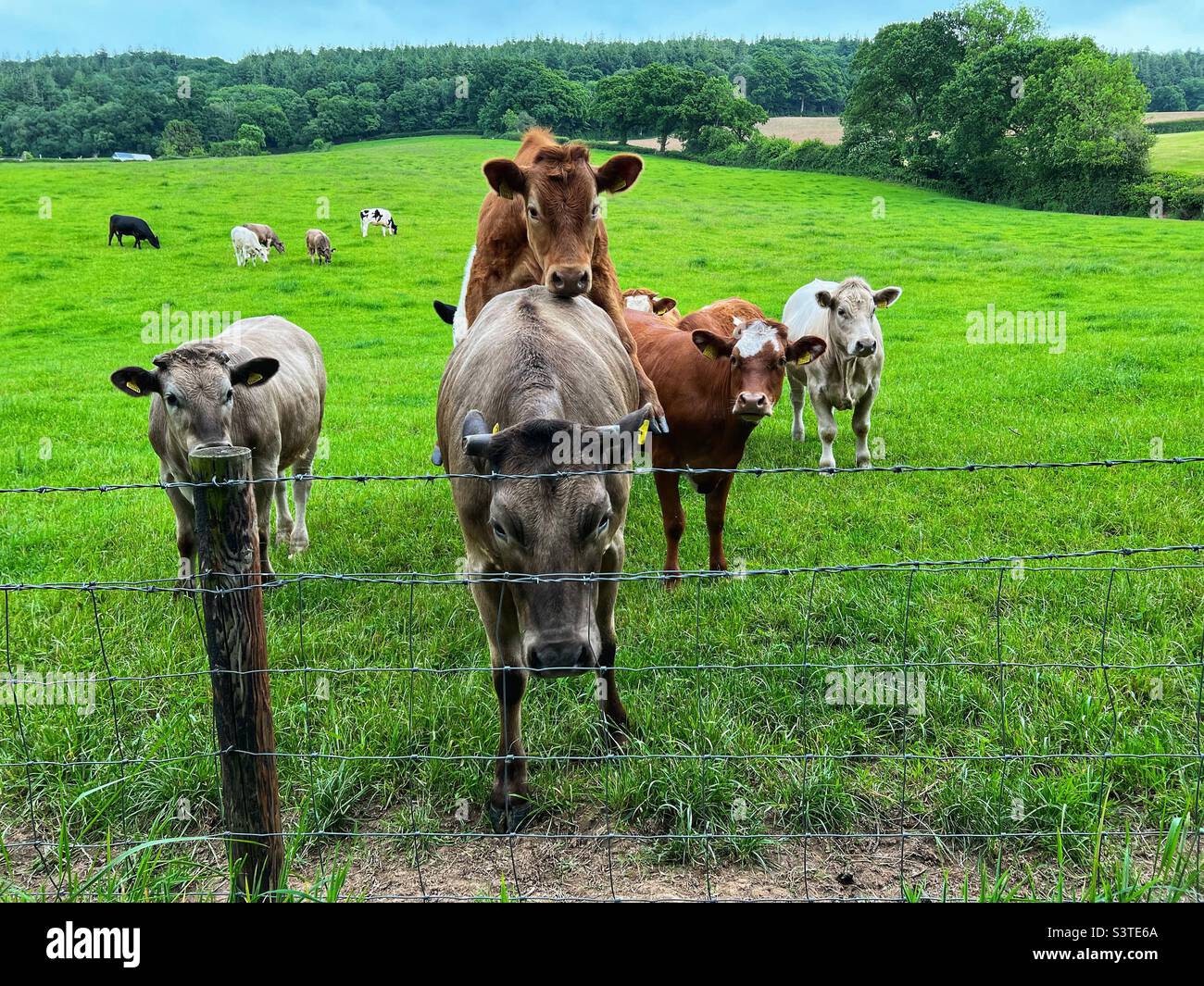 Bulls on a field Stock Photo - Alamy