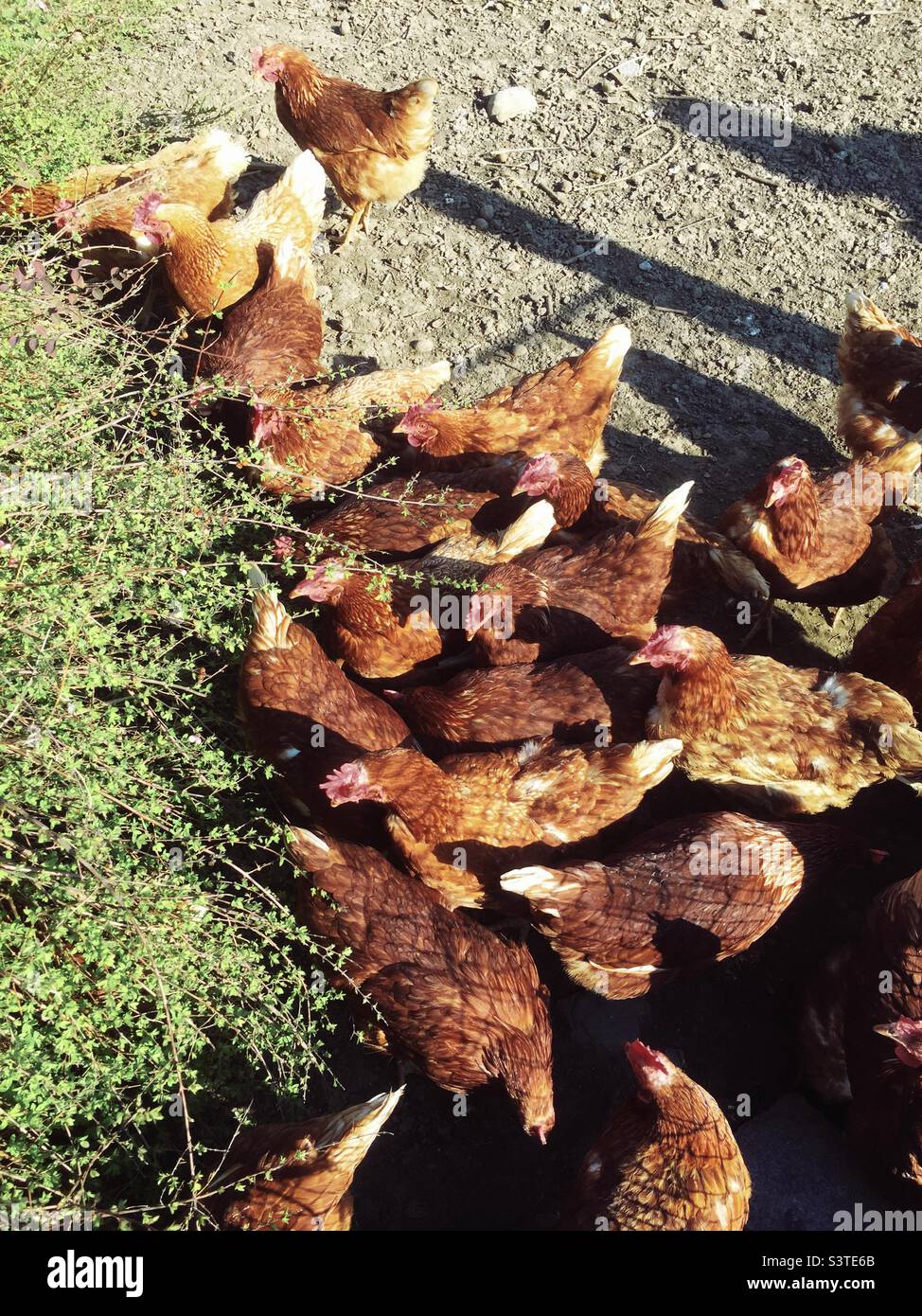Chicken yard with brown chicken Stock Photo - Alamy