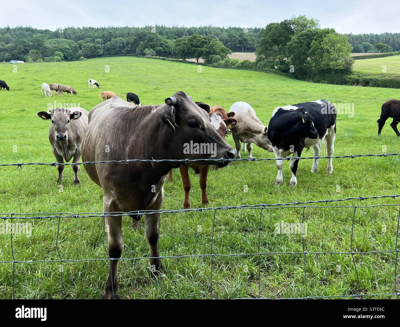 Male cow hi-res stock photography and images - Alamy