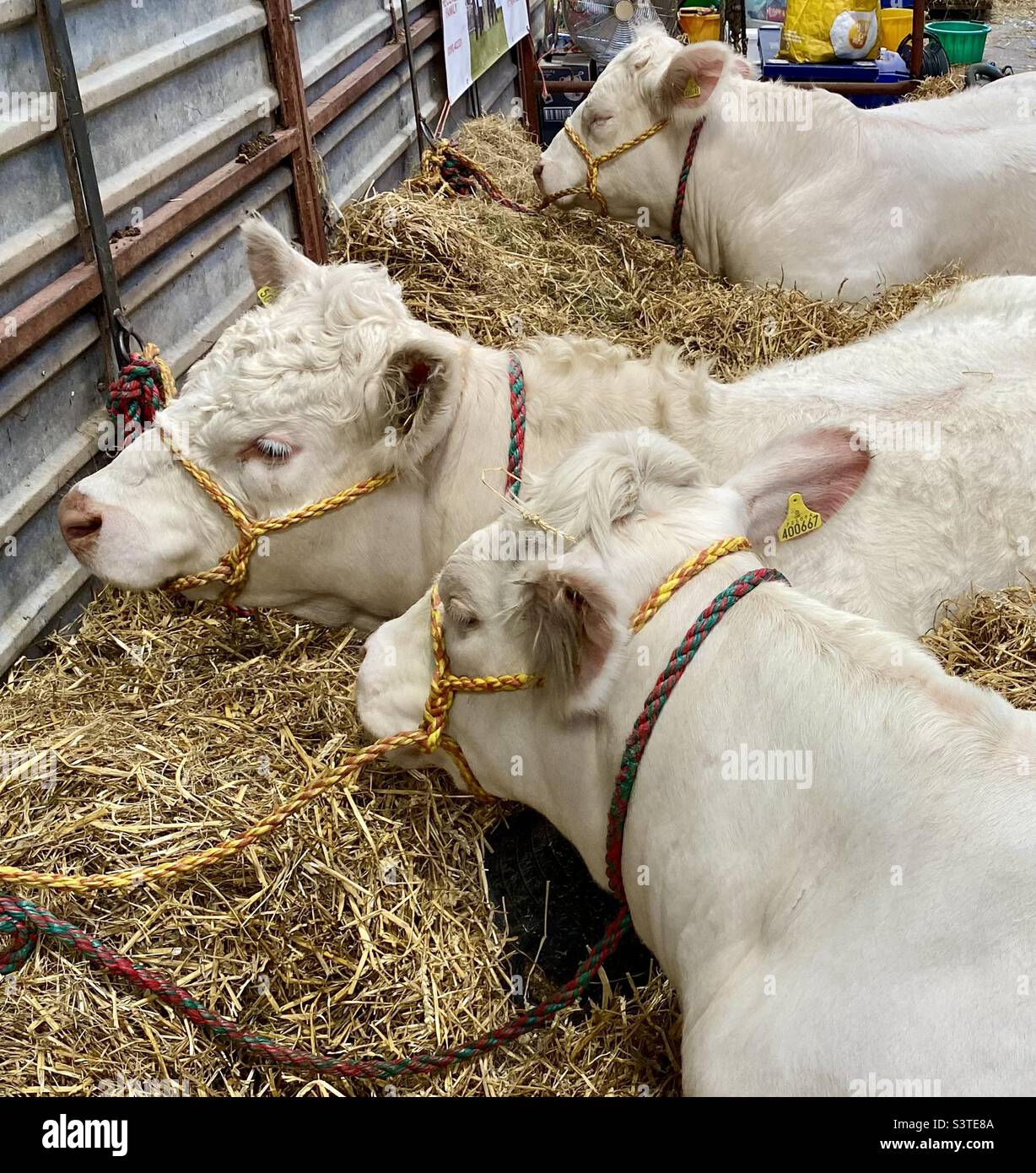 Cattle at the three counties show Stock Photo - Alamy