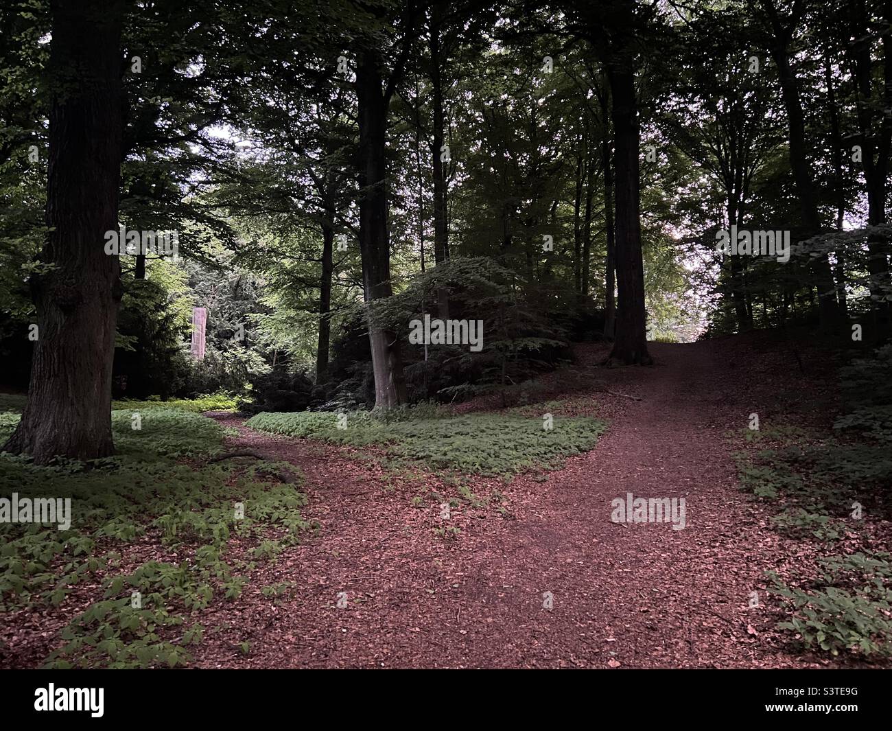 Cinematic forest hi-res stock photography and images - Alamy