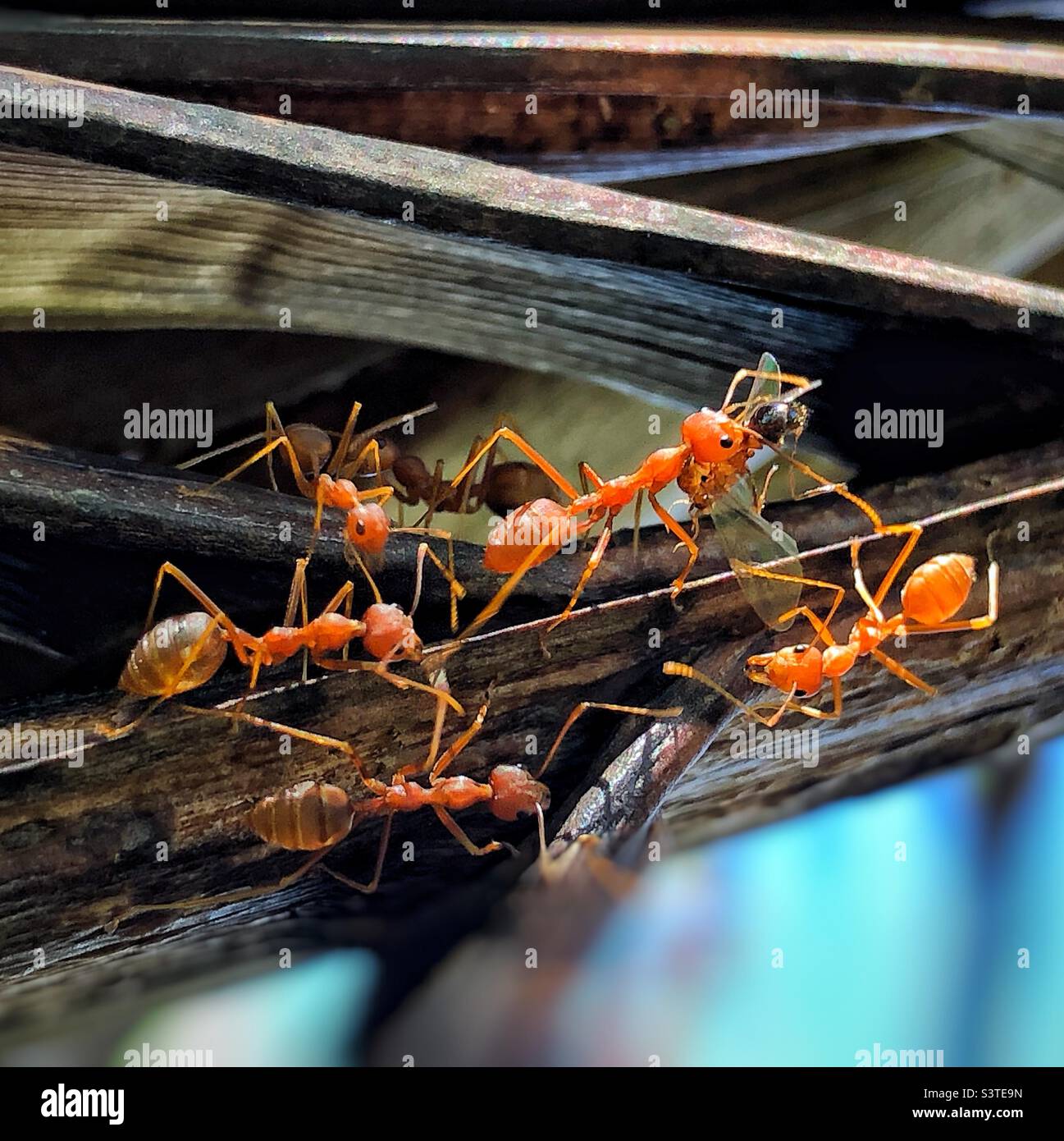 Ants delivering food to their nest Stock Photo - Alamy