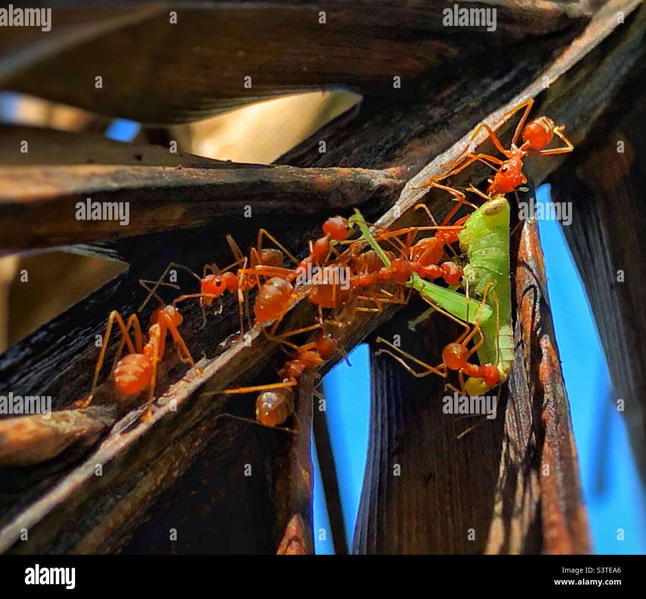 Home of ants hi-res stock photography and images - Alamy