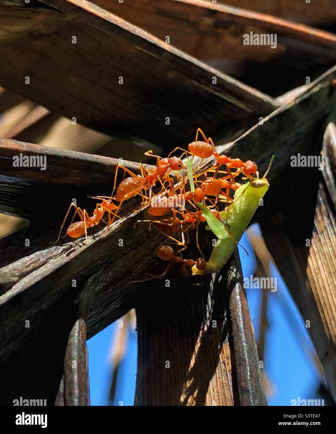 Home of ants hi-res stock photography and images - Alamy