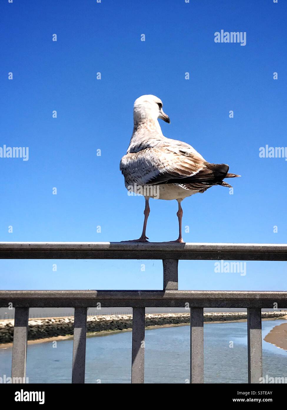 Knobbly knees hi-res stock photography and images - Alamy