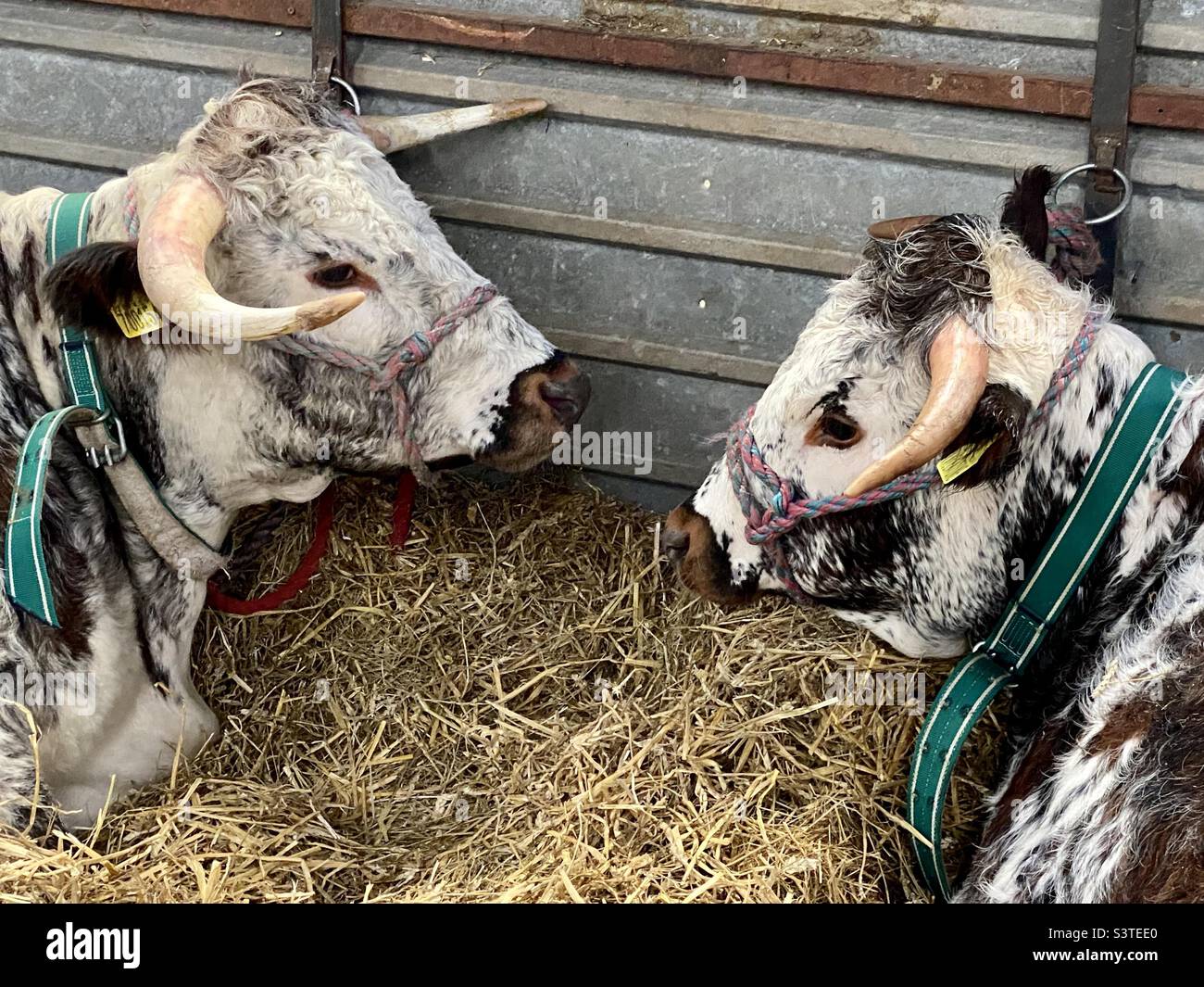 Longhorn cattle at three counties show 2022 Stock Photo - Alamy