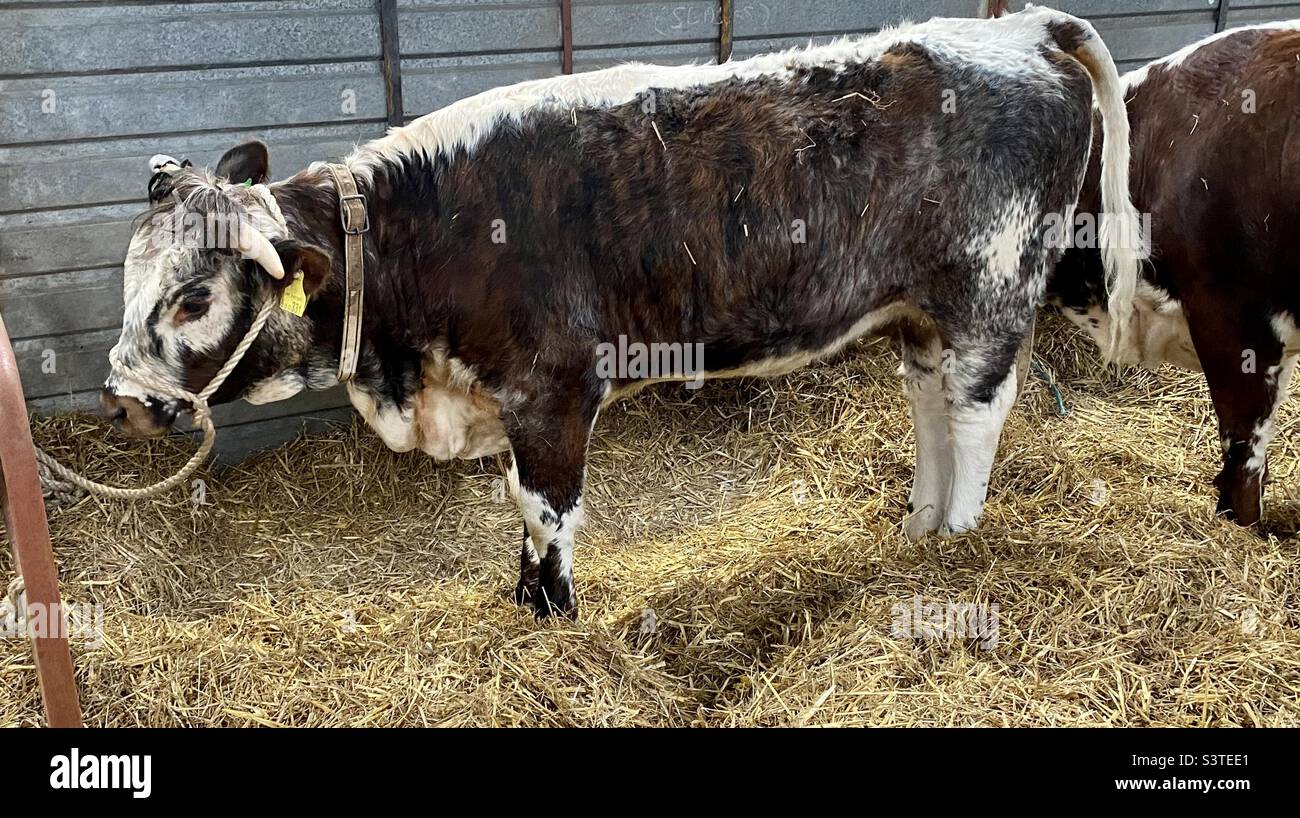Longhorn cow at three counties show 2022 Stock Photo - Alamy