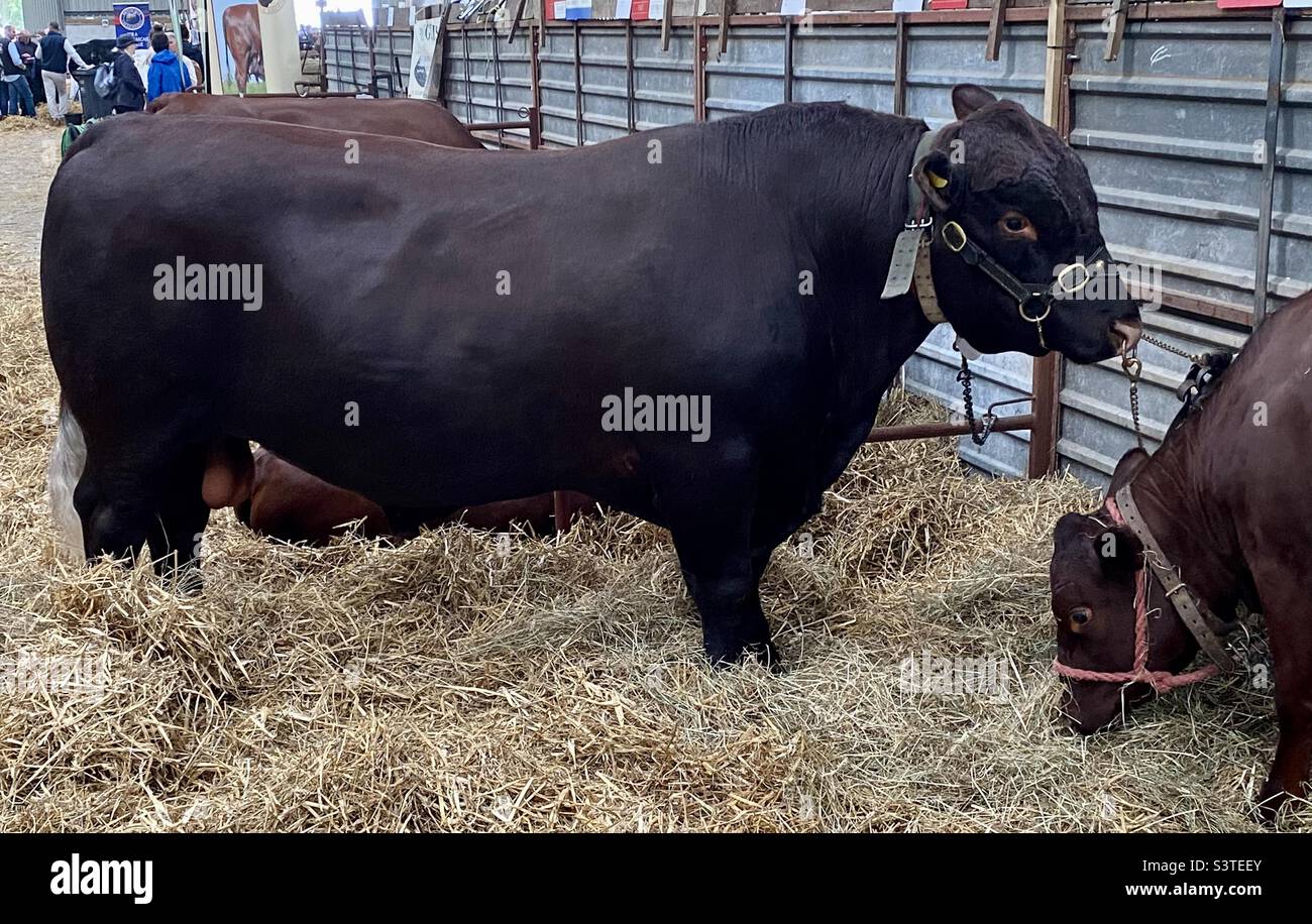 Aberdeen Angus bull at three counties show 2022 Stock Photo - Alamy