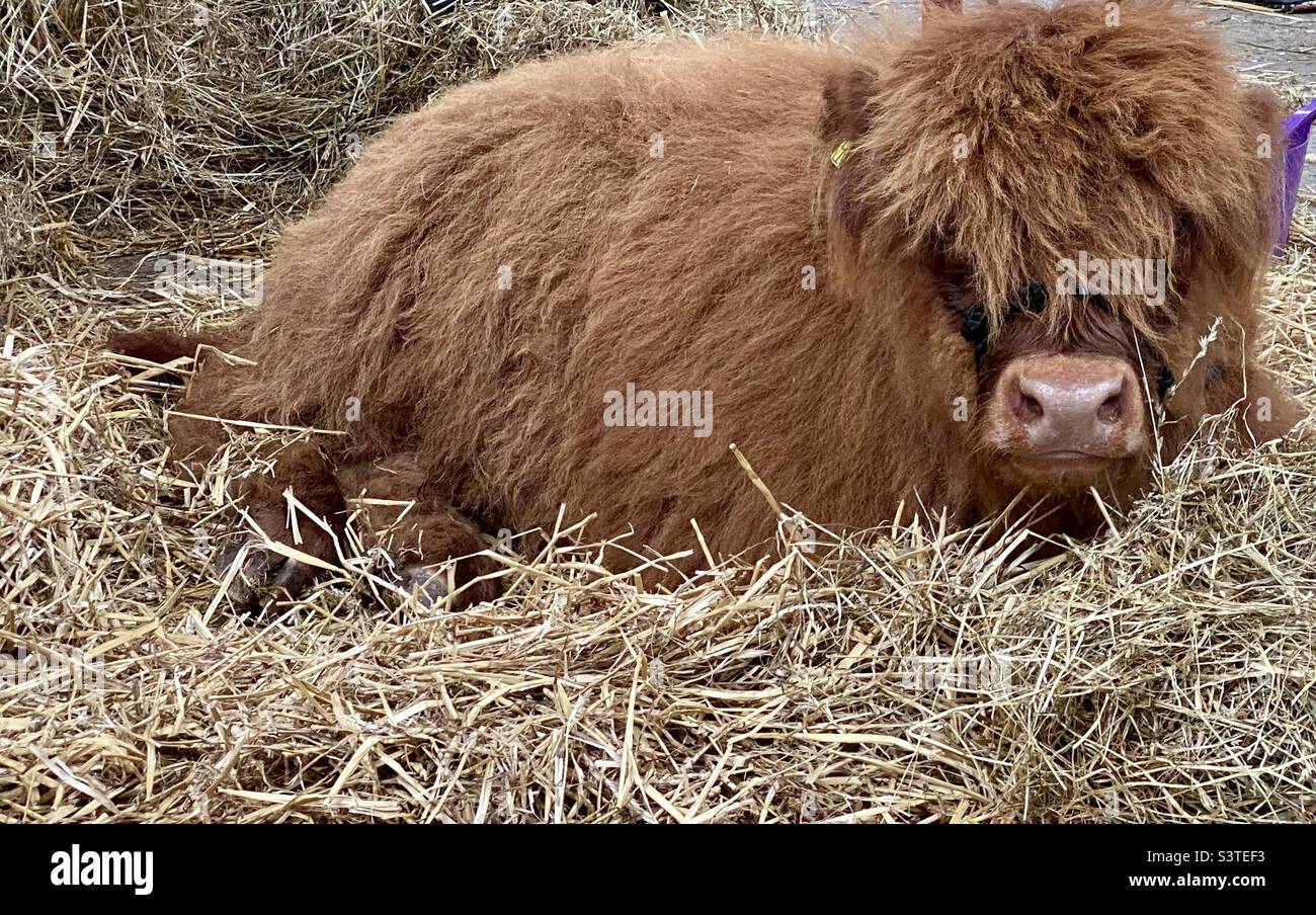 Highland cow at three counties show 2022 Stock Photo - Alamy