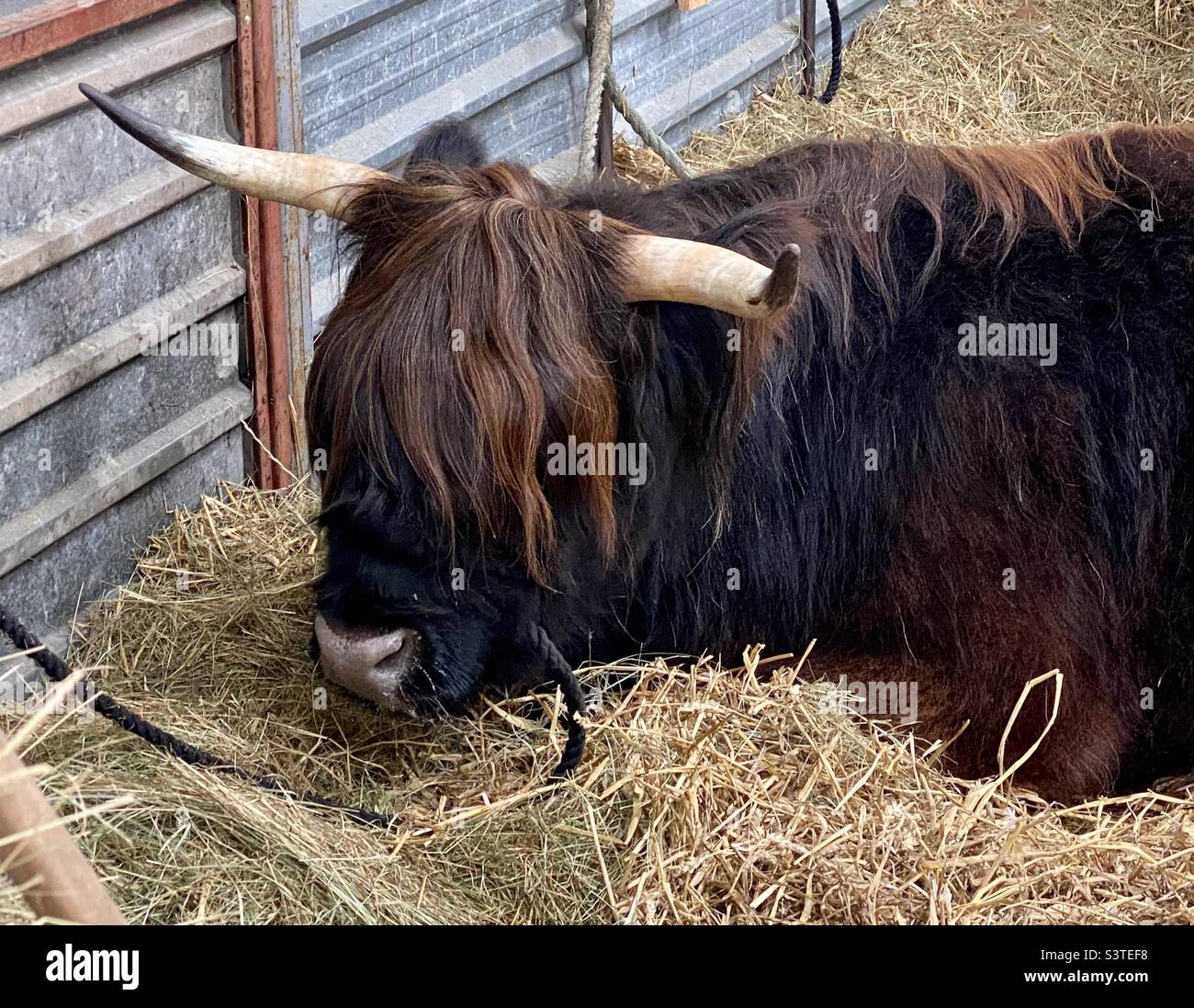 Highland cow at three counties show 2022 Stock Photo - Alamy