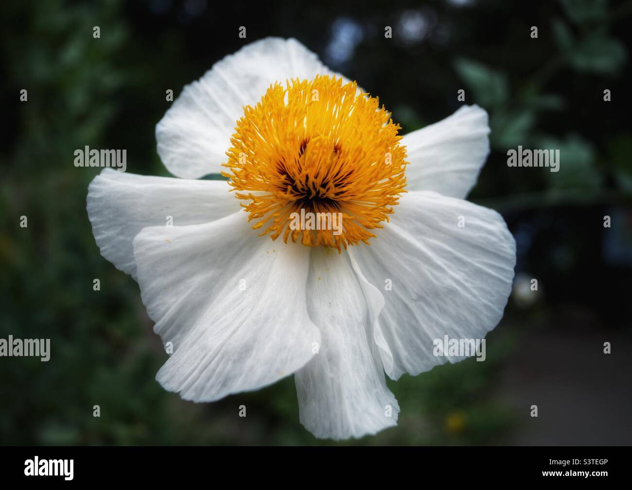 Angel plant hi-res stock photography and images - Alamy