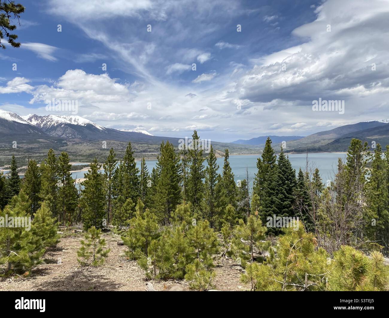 Dillon bush hi-res stock photography and images - Alamy