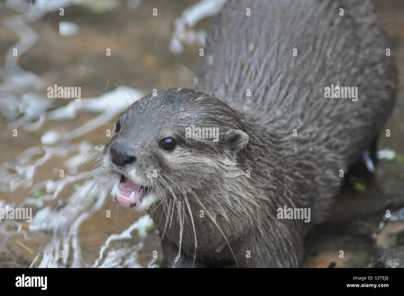 Happy otter hi-res stock photography and images - Alamy