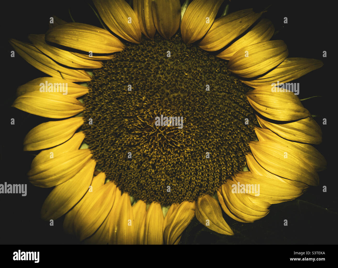 Fully bloomed sunflower in a soft setting Stock Photo - Alamy