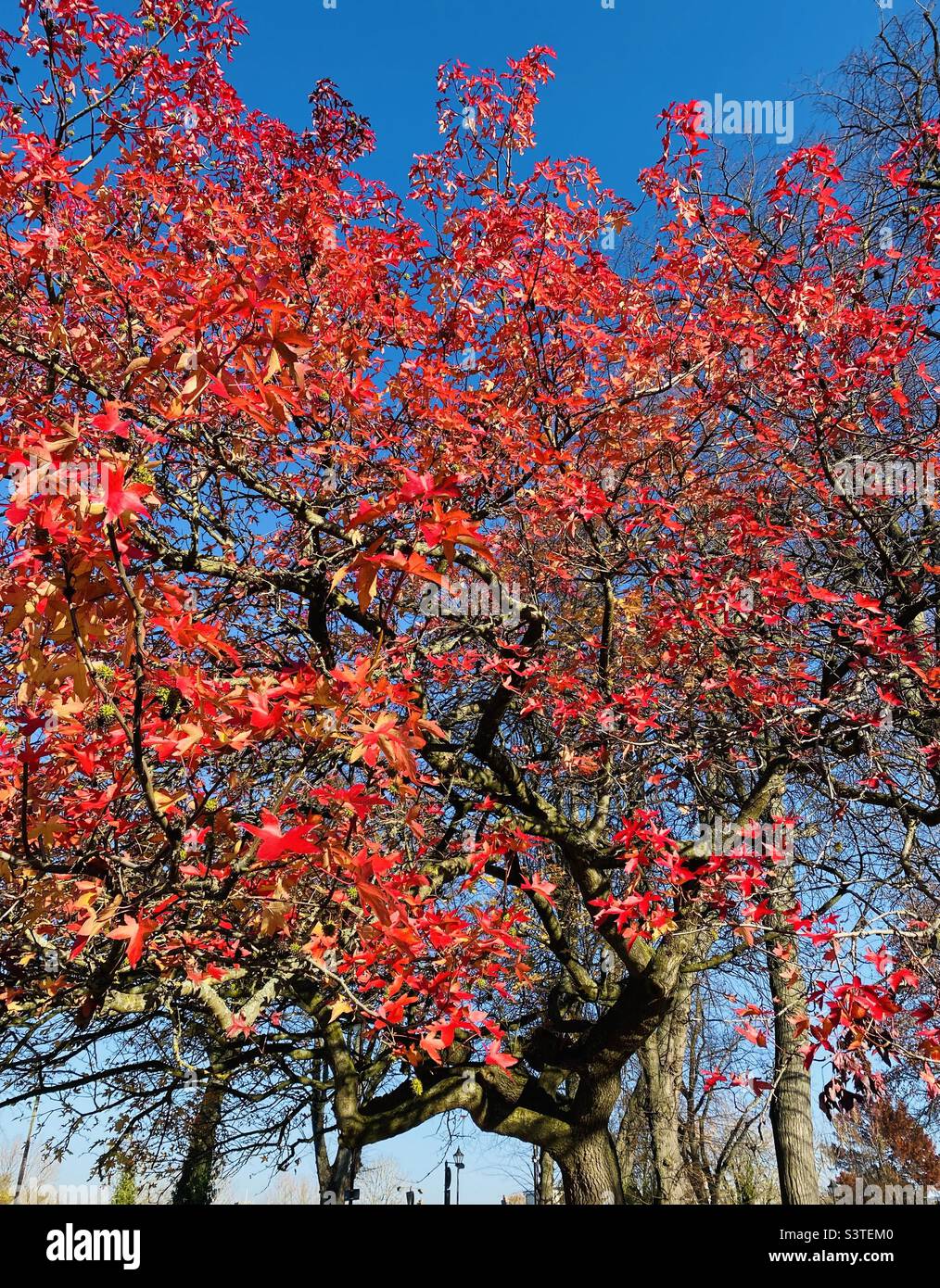 Red tree leaves hi-res stock photography and images - Alamy