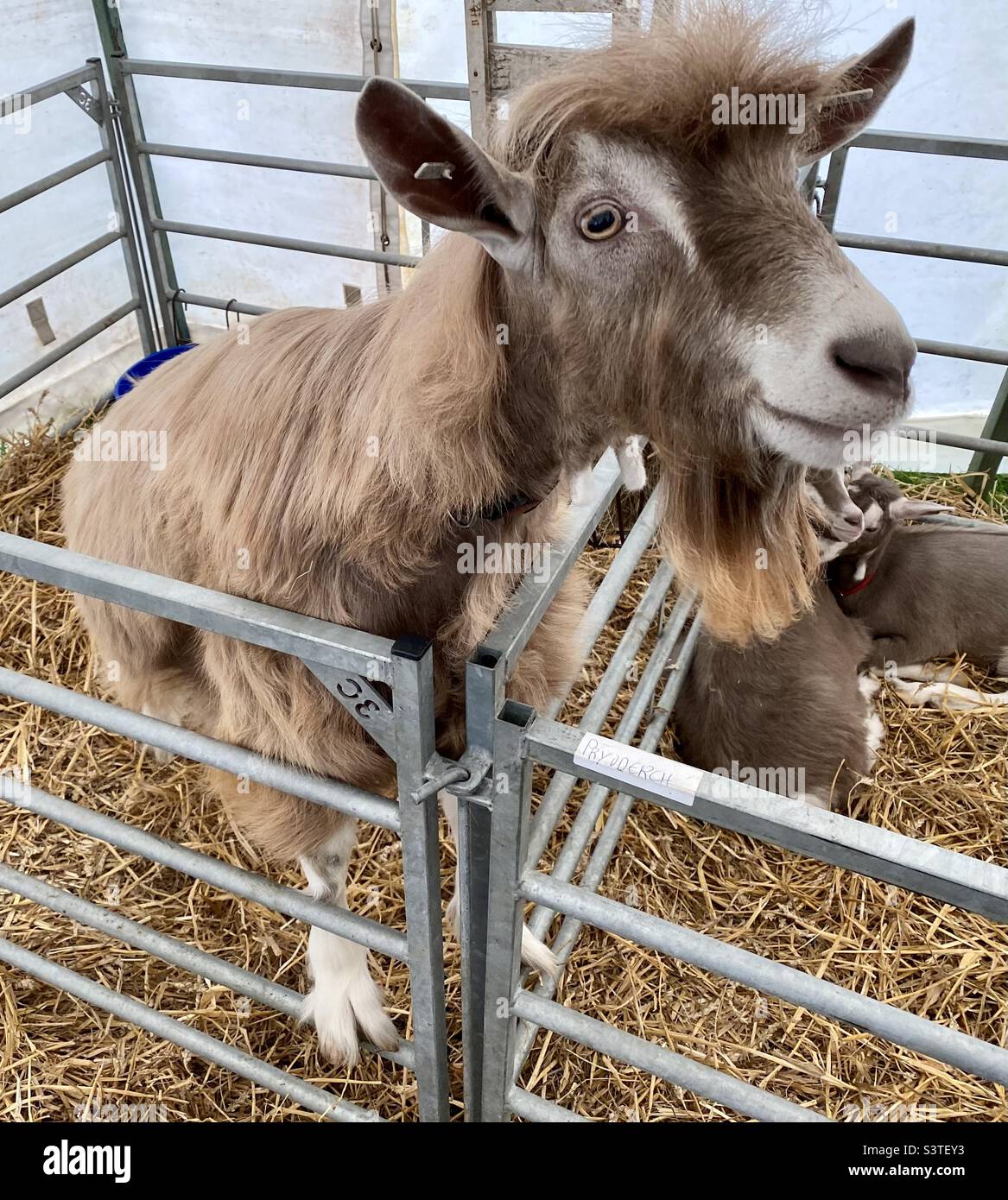 Goat at the three counties show 2022 Stock Photo - Alamy