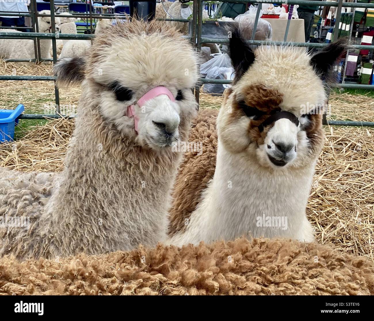 Alpacas at the three counties show 2022 Stock Photo - Alamy