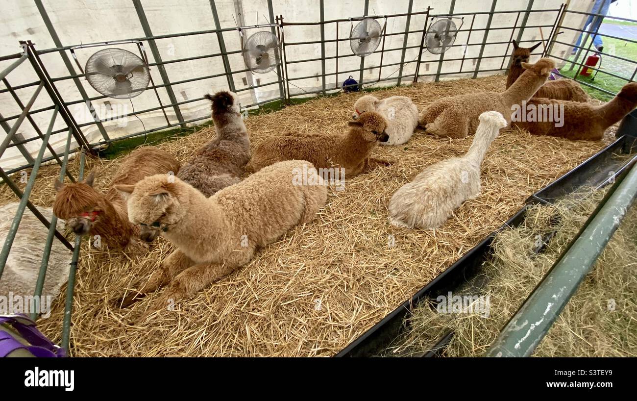 Alpacas at the three counties show 2022 Stock Photo - Alamy
