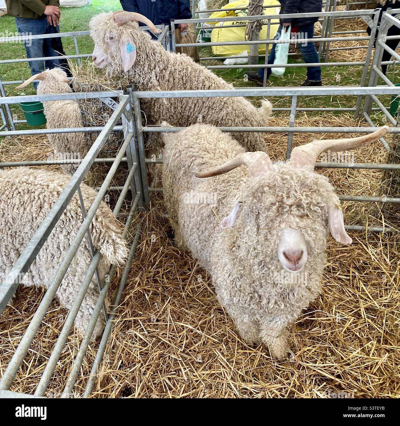 Angora goats at the three counties show 2022 Stock Photo - Alamy