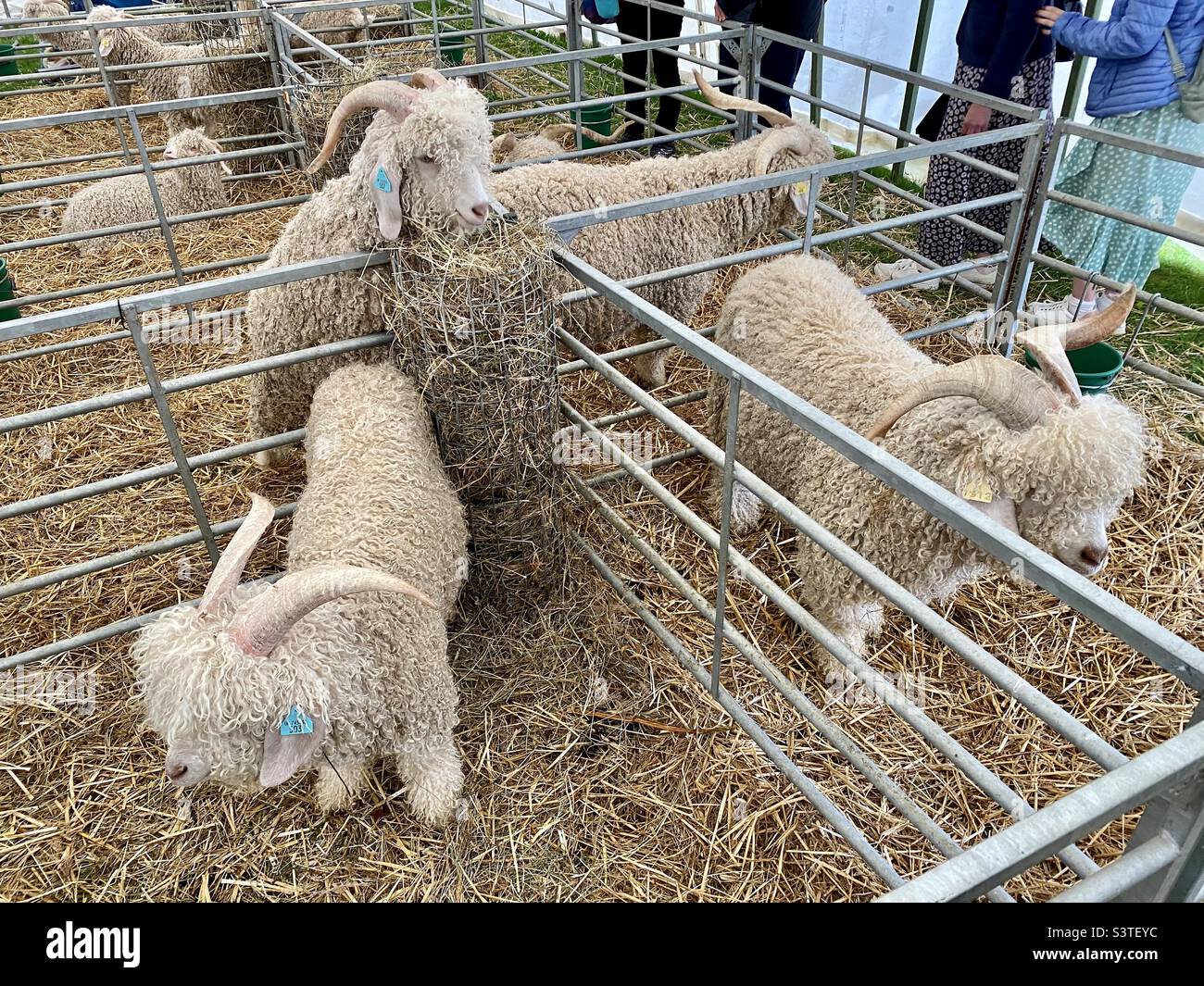 Angora goats at the three counties show 2022 Stock Photo - Alamy