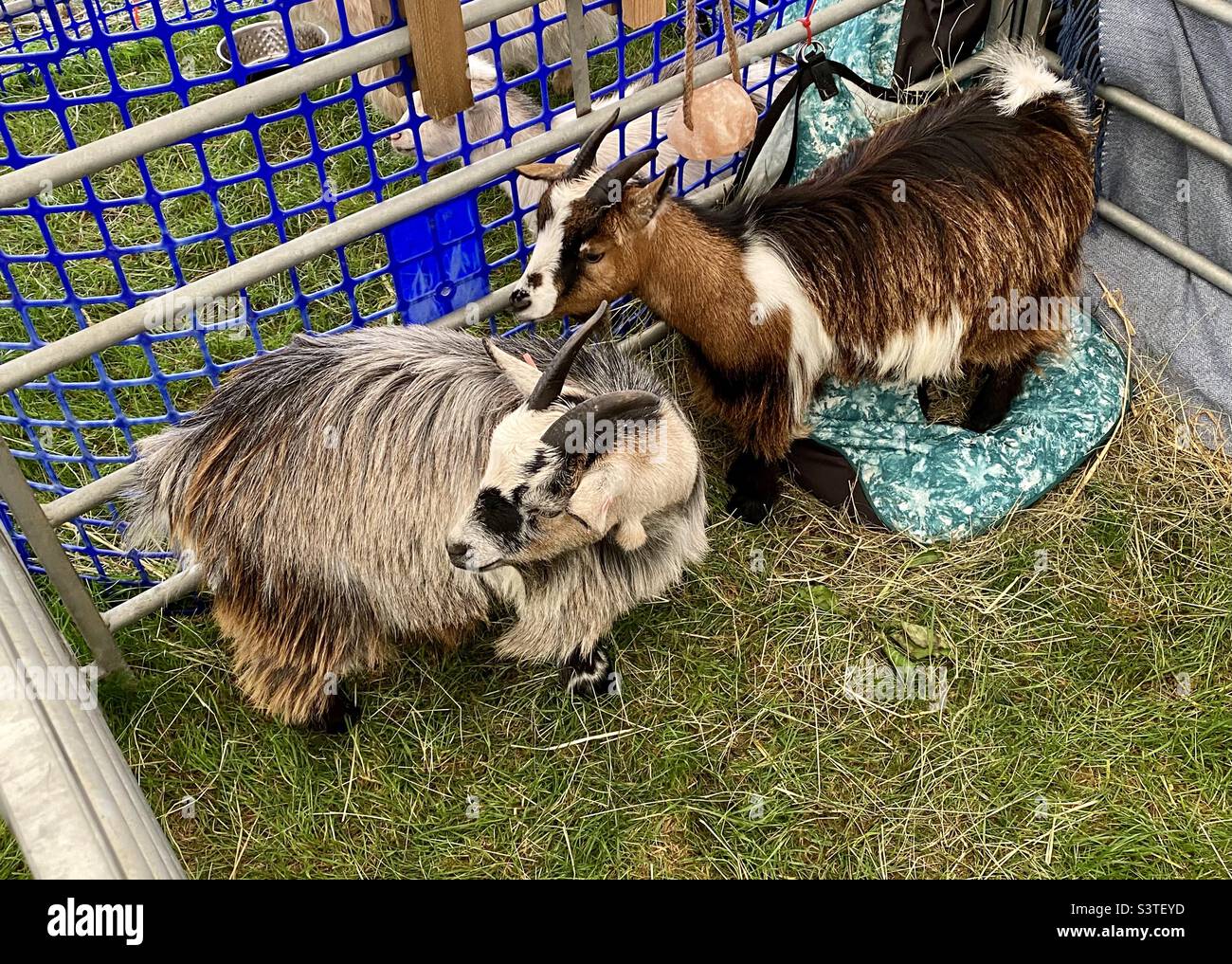 Pygmy goats at the three counties show 2022 Stock Photo - Alamy