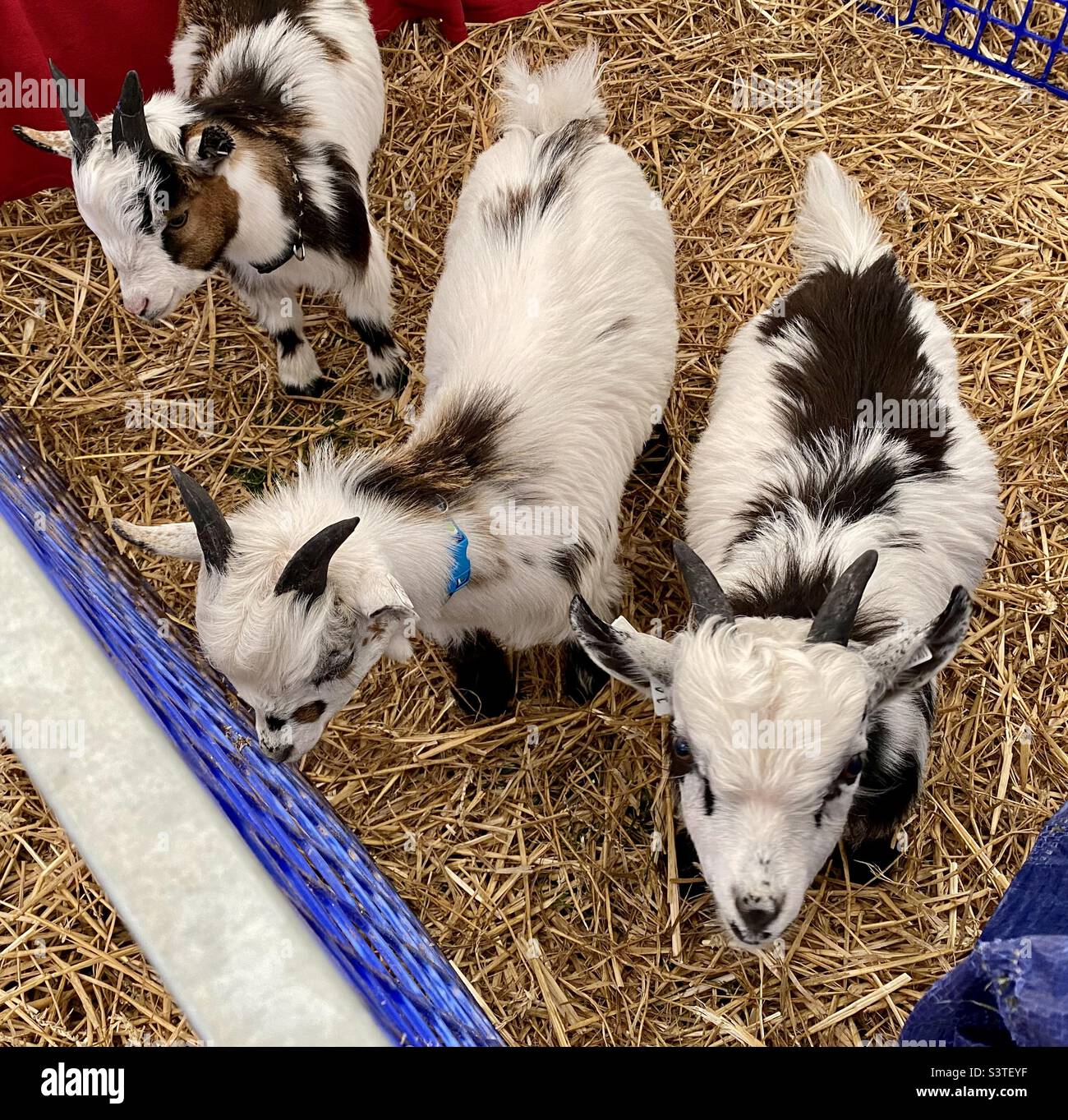 Pygmy goats at the three counties show 2022 Stock Photo - Alamy