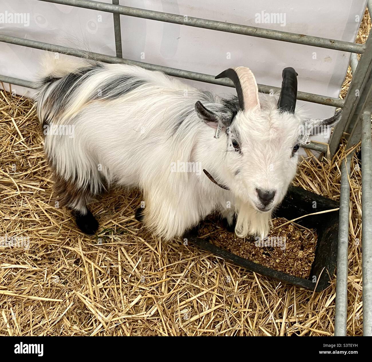 Pygmy goat at the three counties show 2022 Stock Photo - Alamy