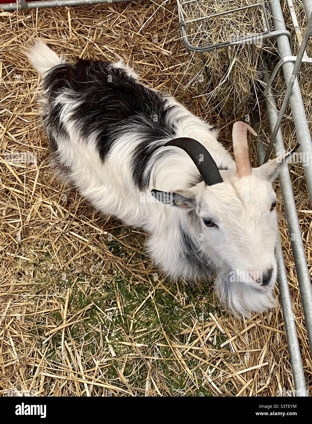 Pygmy goat at the three counties show 2022 Stock Photo - Alamy