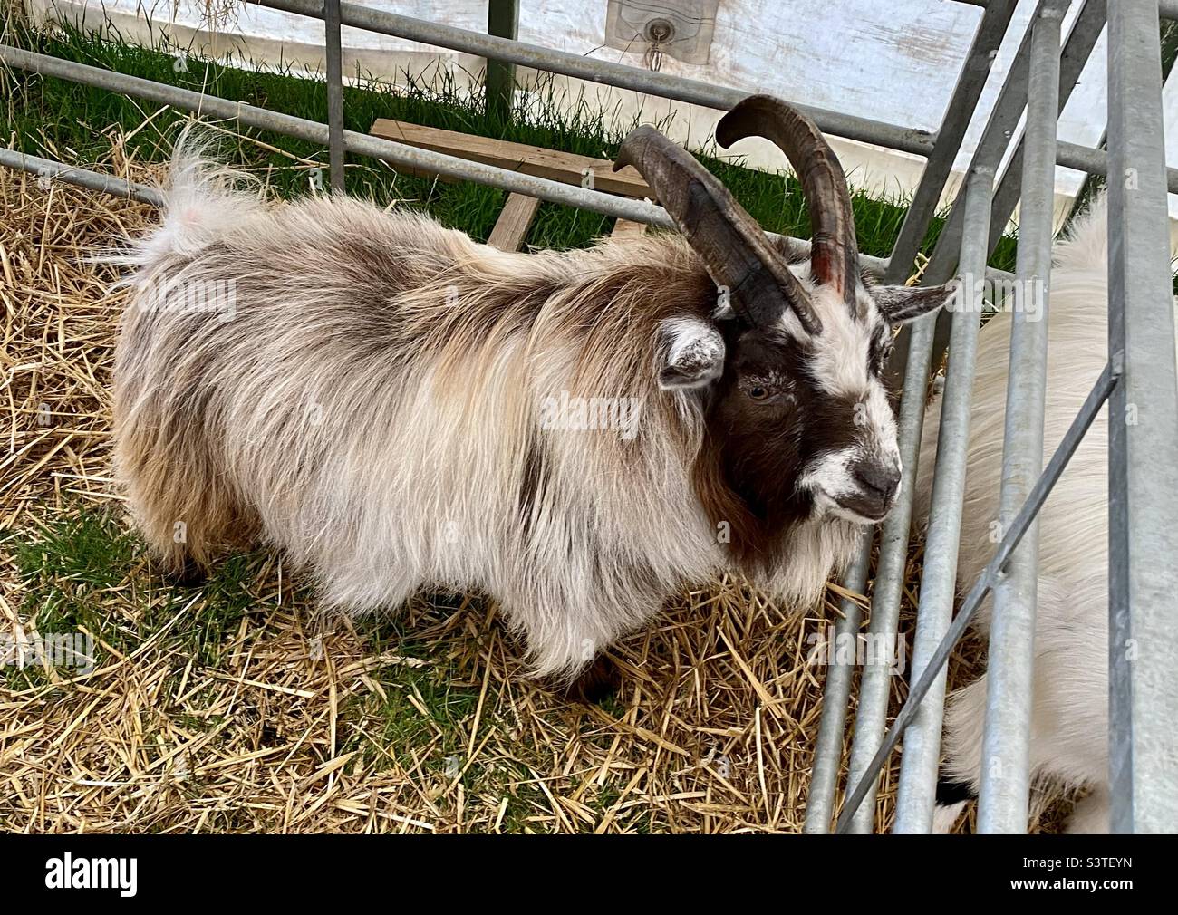 Pygmy goats at the three counties show 2022 Stock Photo - Alamy