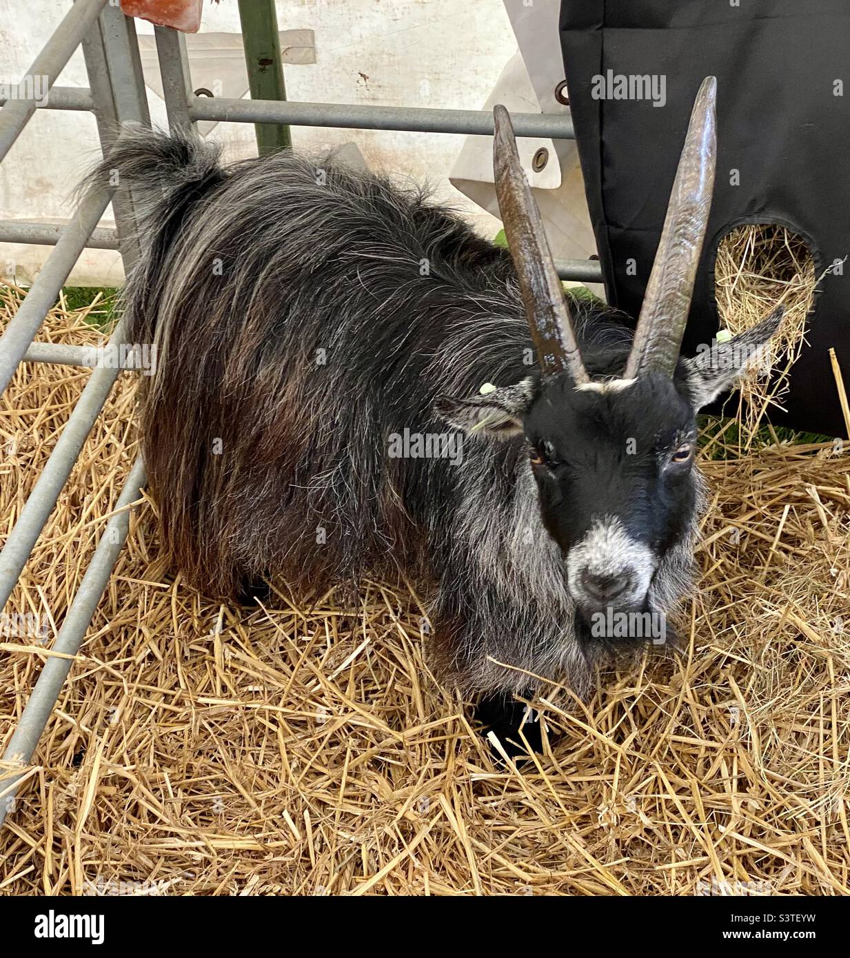 Pygmy goat at the three counties show 2022 Stock Photo - Alamy