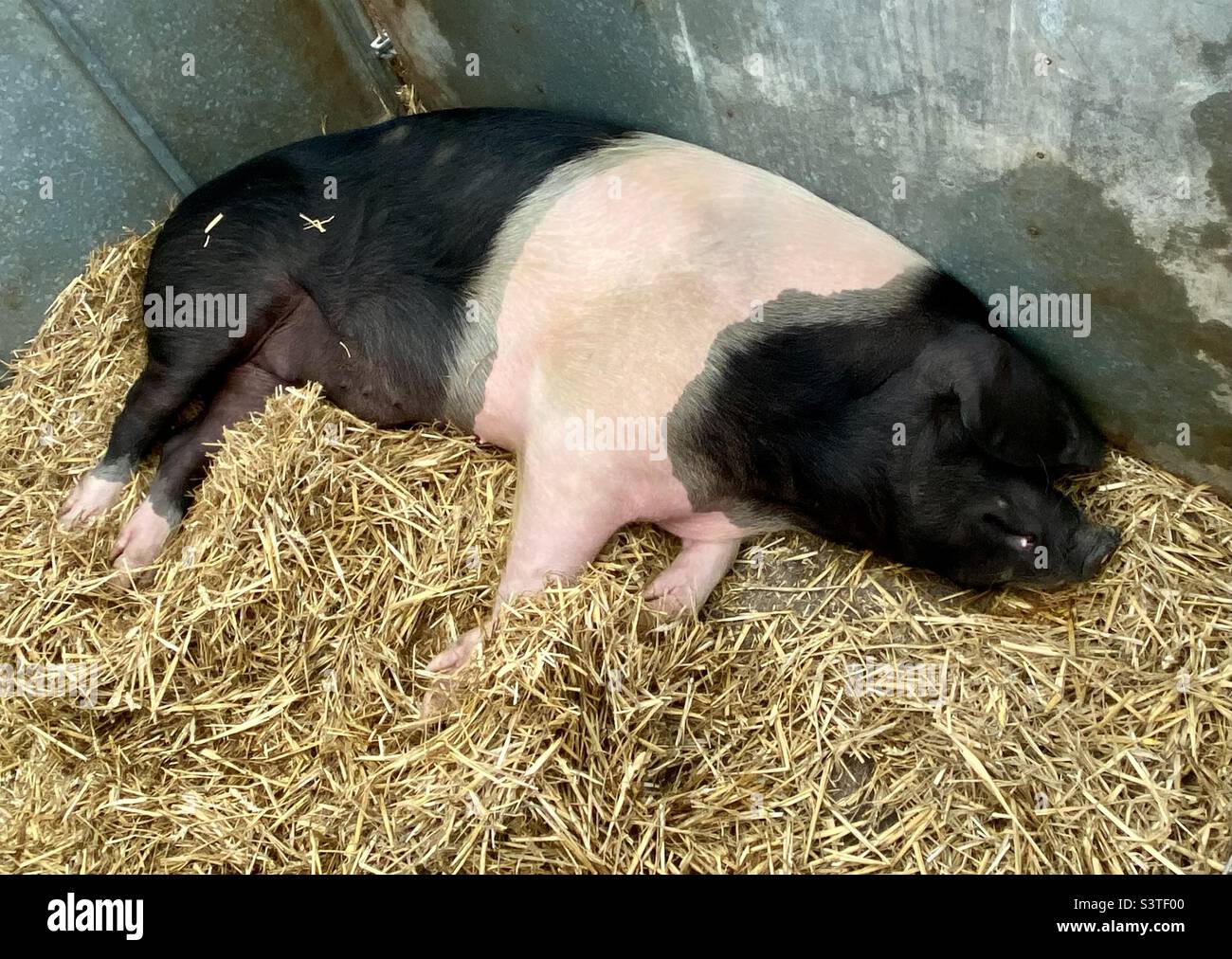 Pig at the three counties show 2022 Stock Photo - Alamy