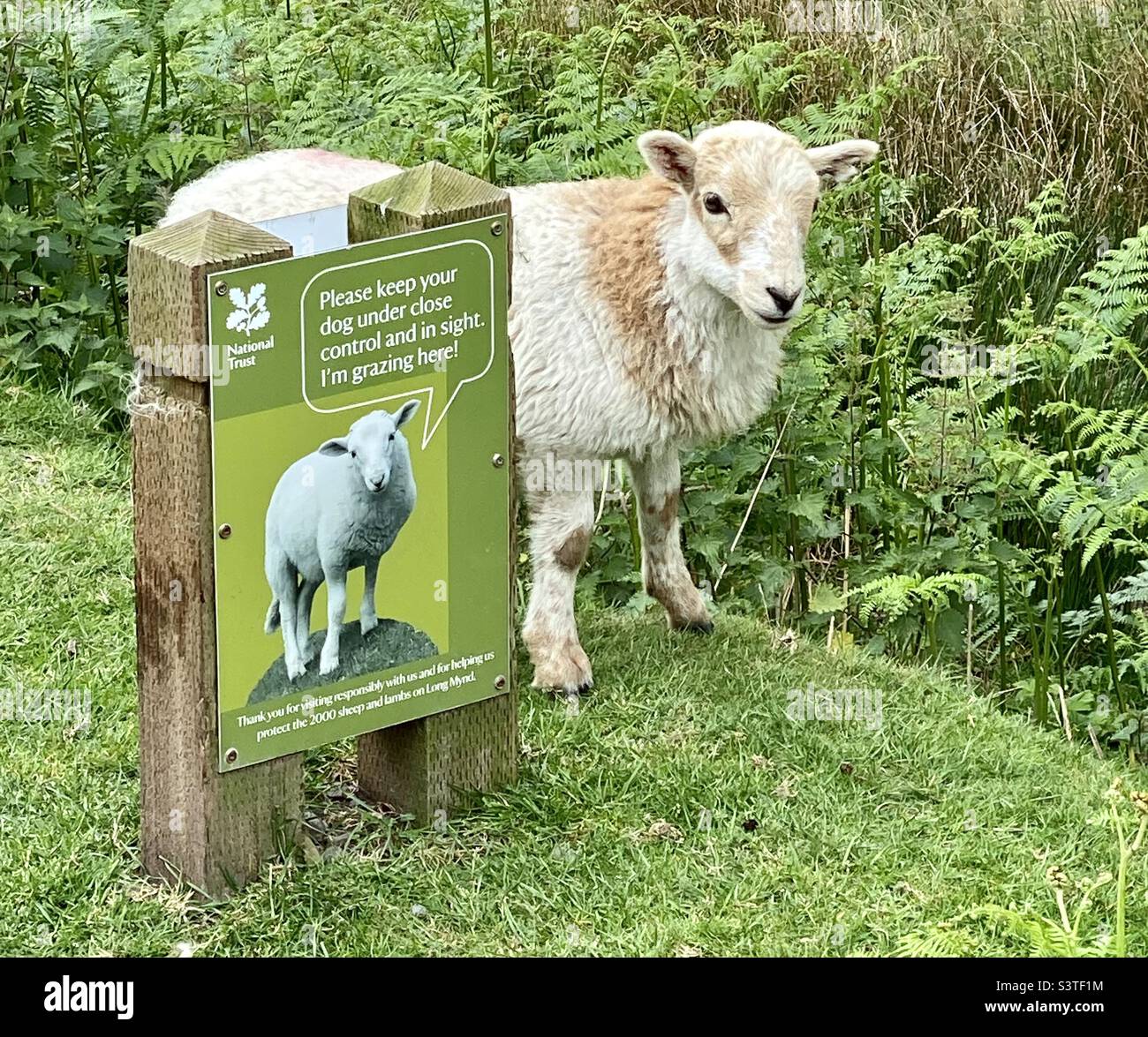 Sheep at carding mill valley. Shropshire Stock Photo - Alamy