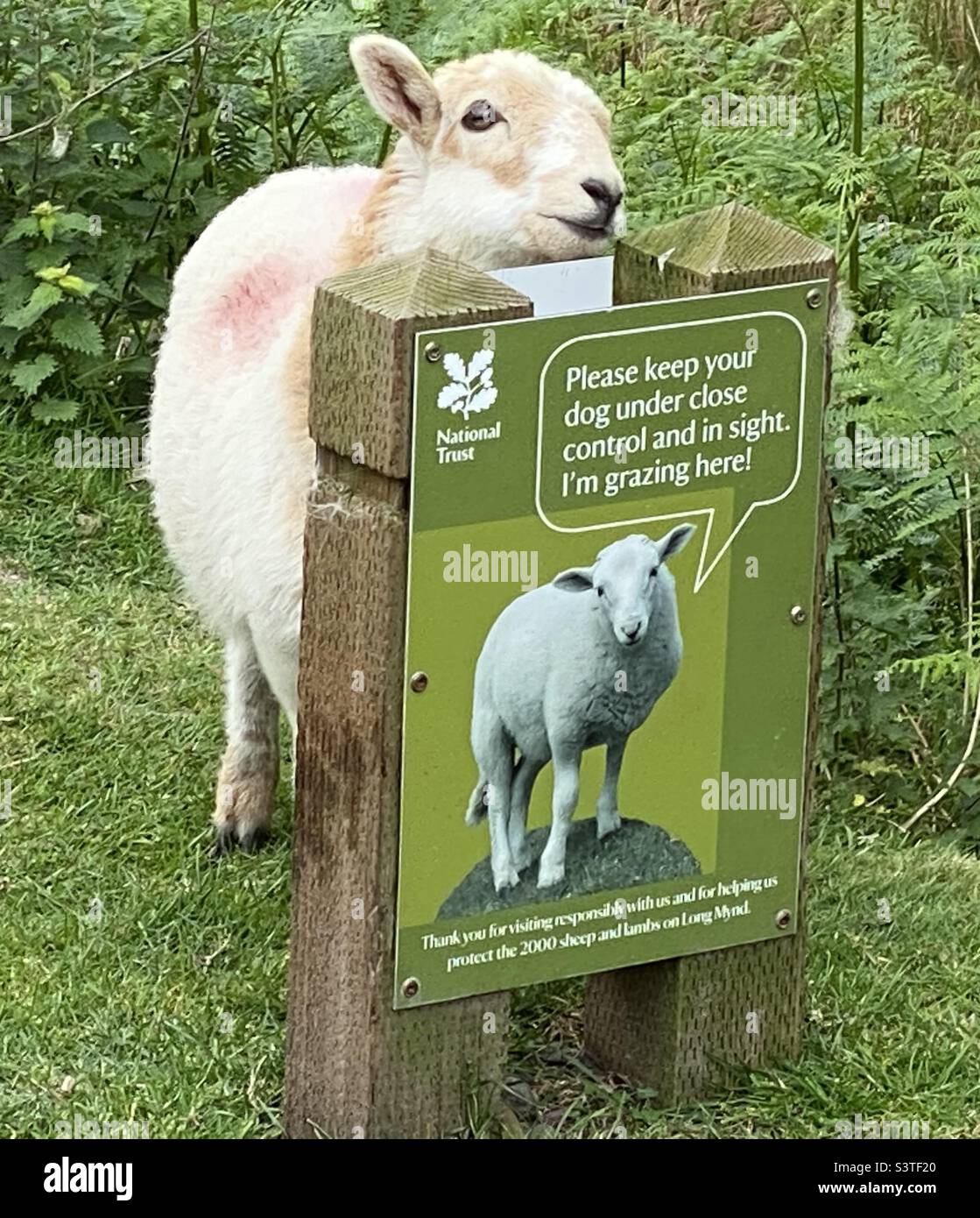 Sheep at carding mill valley. Shropshire Stock Photo - Alamy