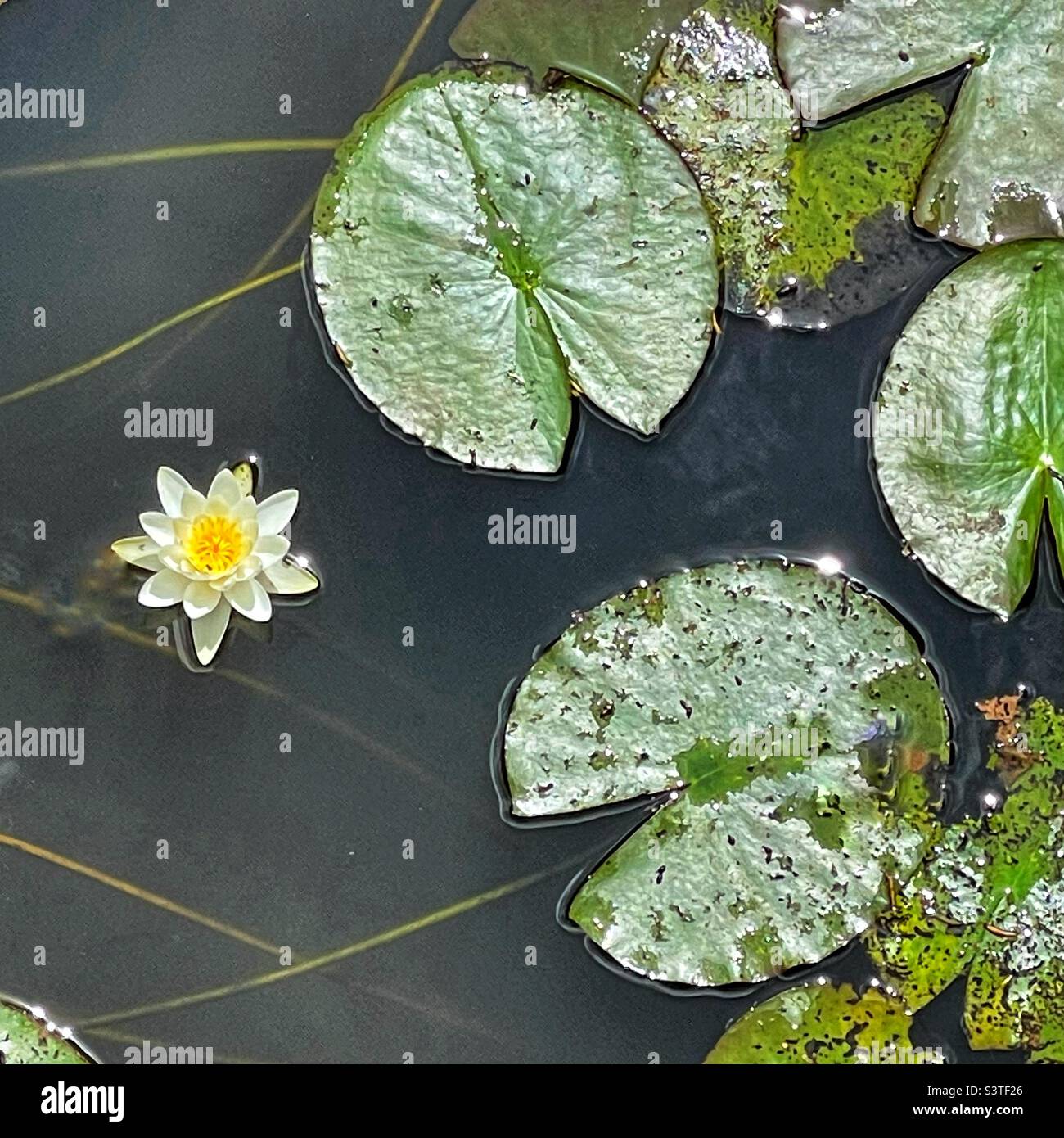Floating lily pads hi-res stock photography and images - Alamy