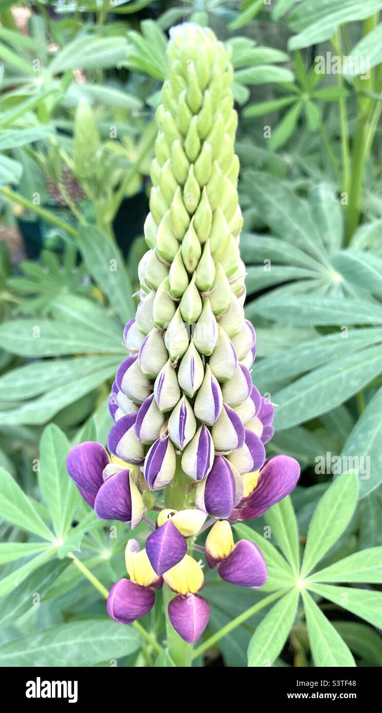 Lupin plant in flower Stock Photo - Alamy