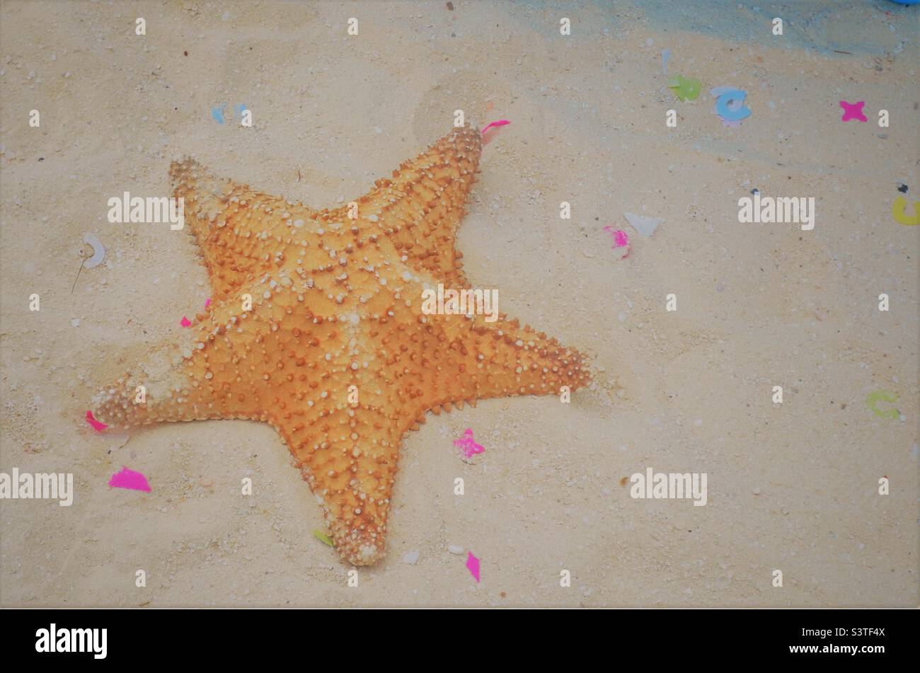Starfish fish hi-res stock photography and images - Alamy