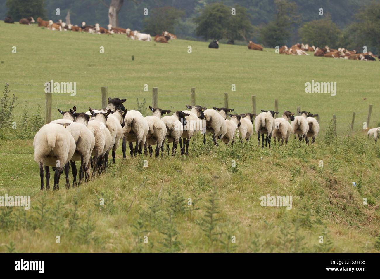 Line of sheep in field hi-res stock photography and images - Alamy