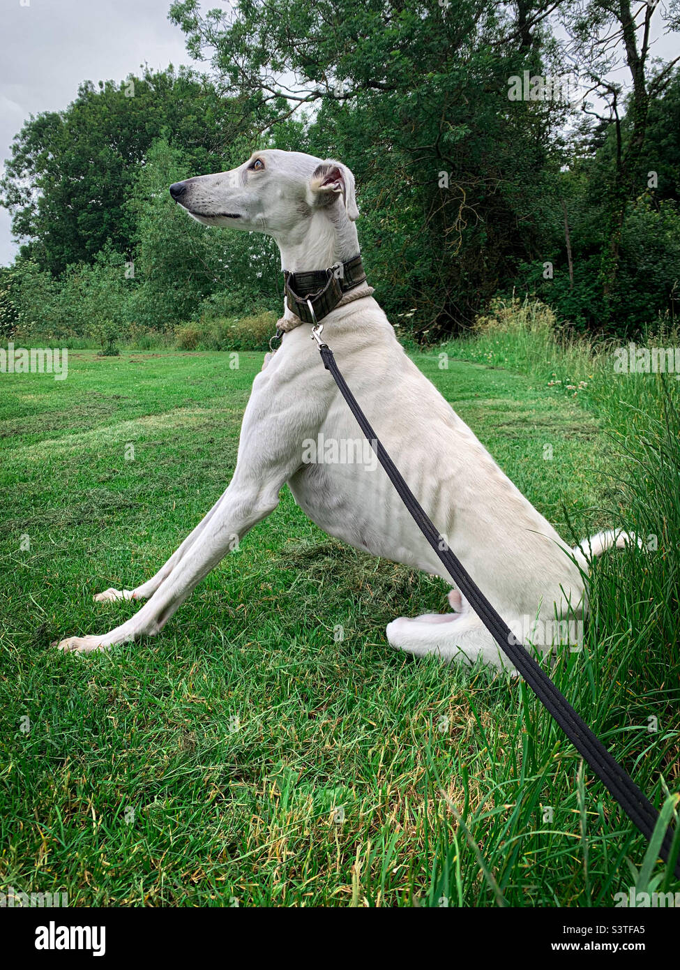 White greyhound hi-res stock photography and images - Alamy