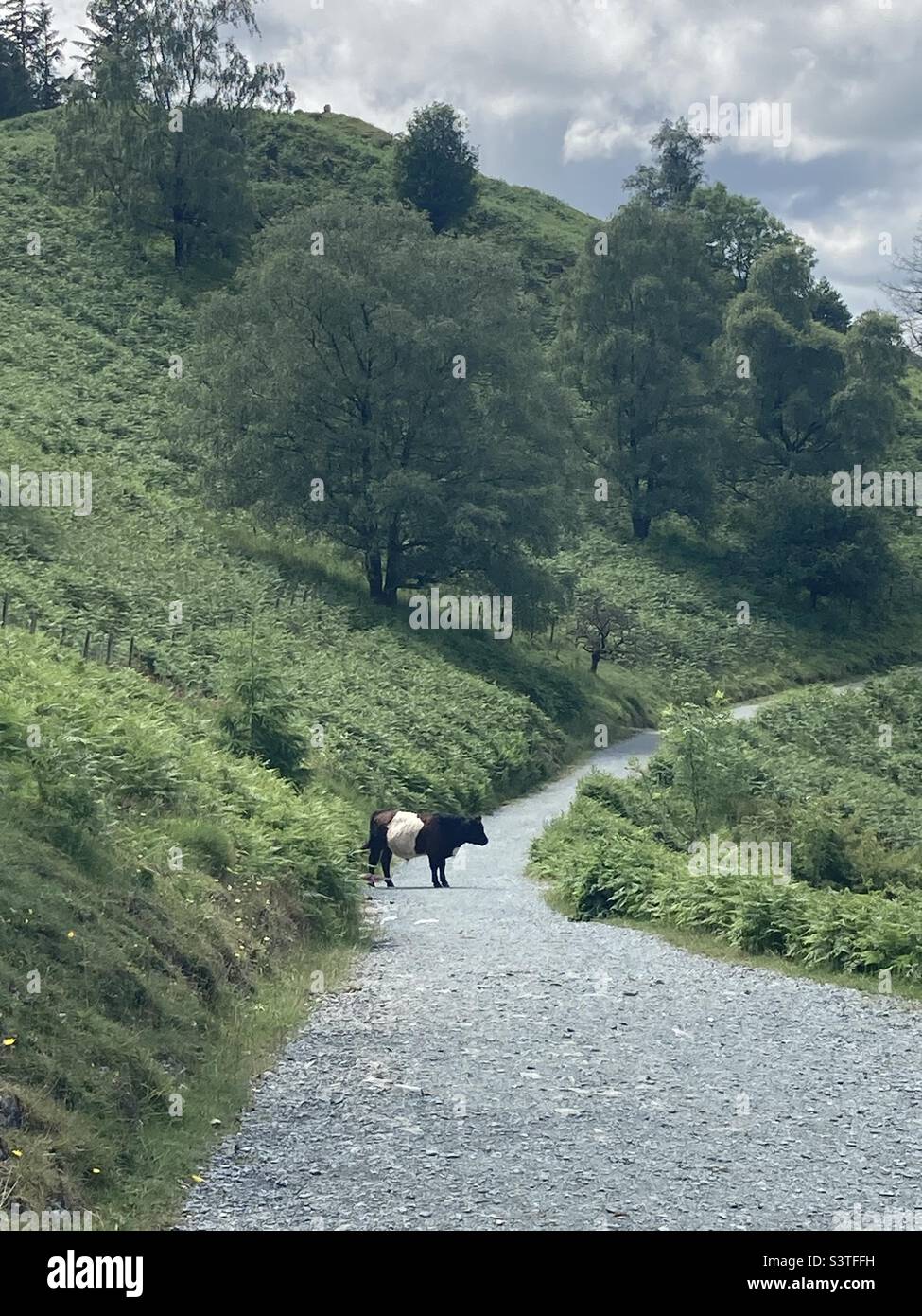 Moooove… there’s a cow on the path in Tarn Hows, Lake District Stock ...