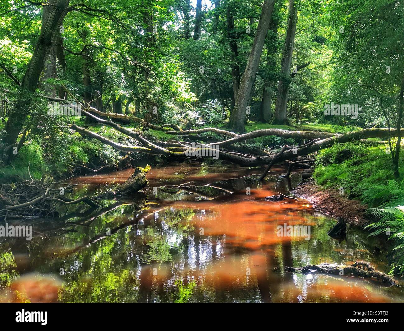 Fallen trees over Ober Water stream in the New Forest National Park ...