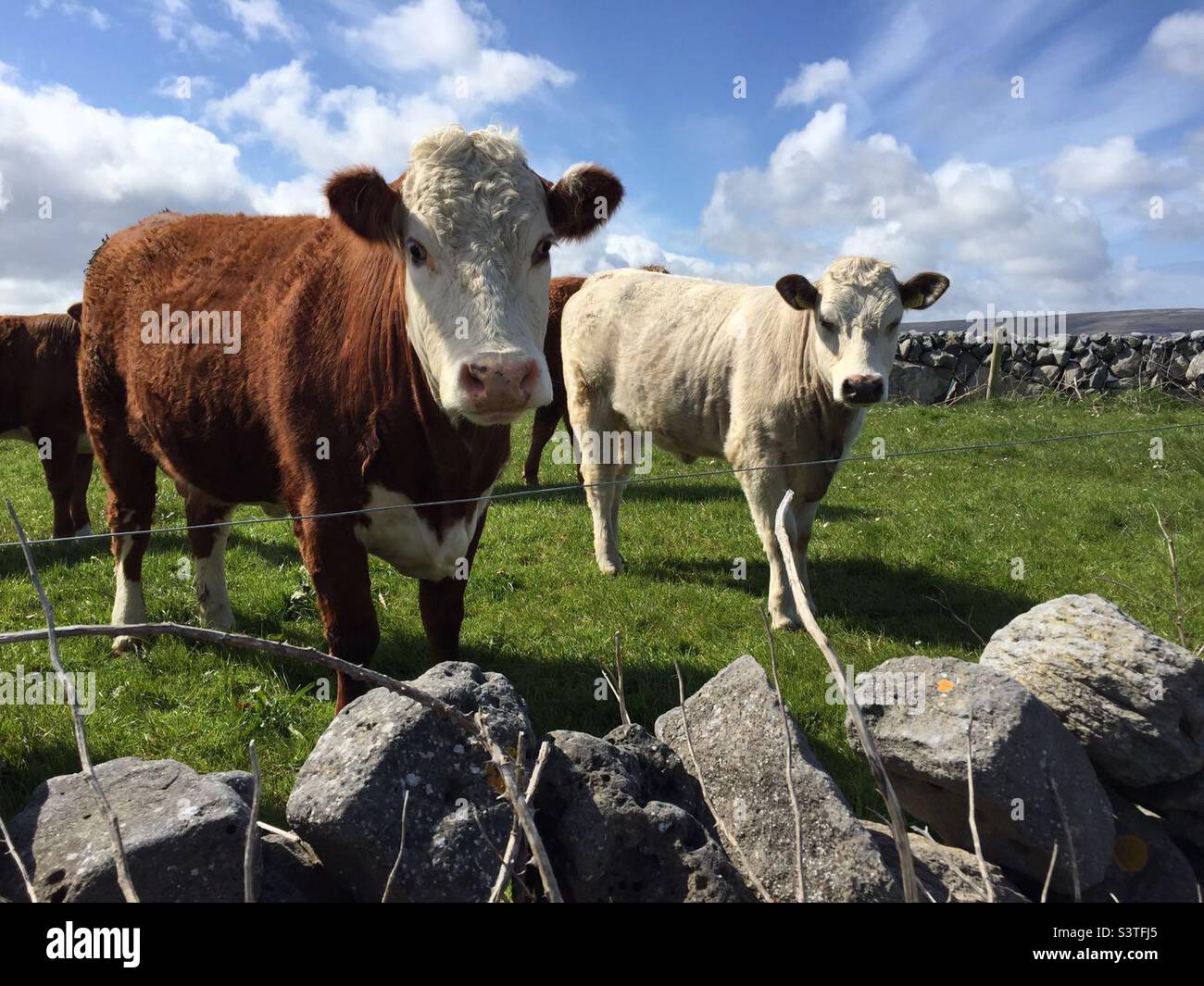 Cows Ireland Galway Stock Photo - Alamy