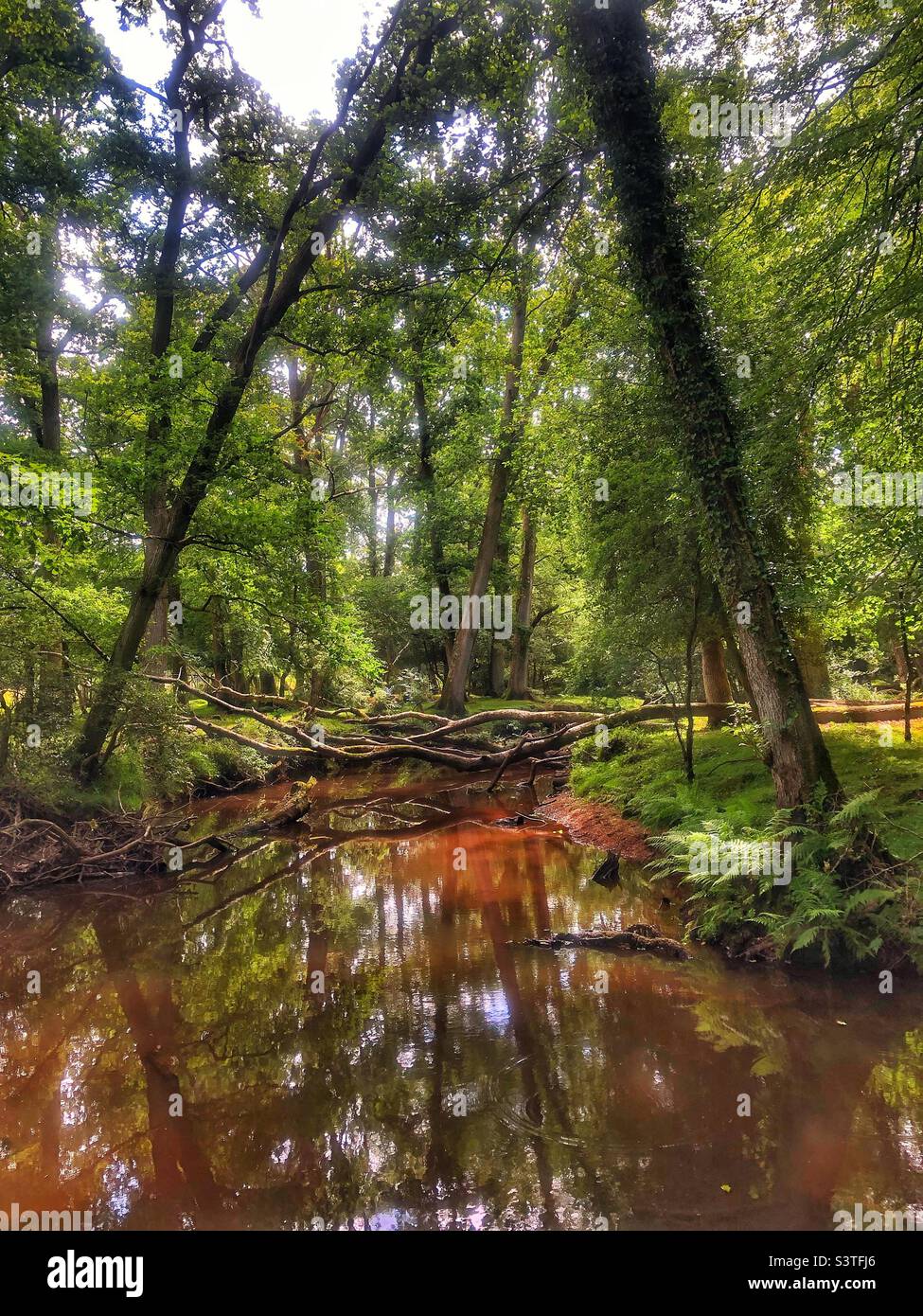 Ober Water stream in the New Forest Brockenhurst Hampshire United ...