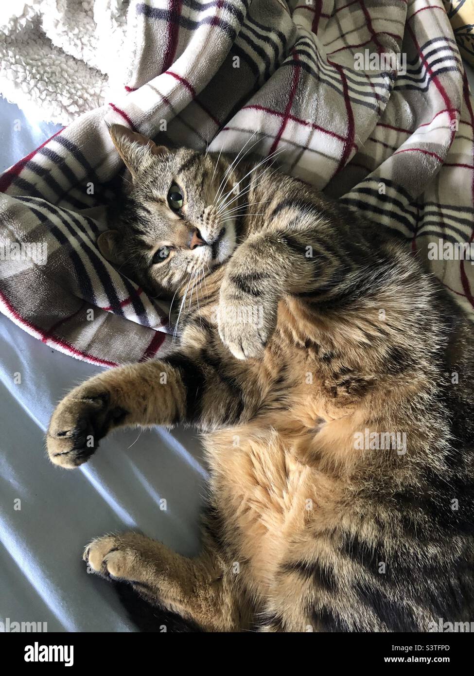 Cat chilling hi-res stock photography and images - Alamy