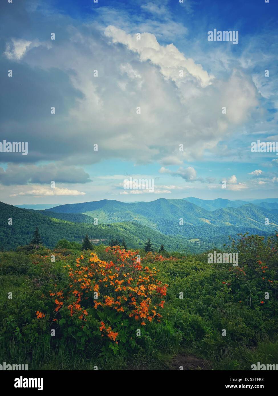 Orange azaleas hi-res stock photography and images - Alamy