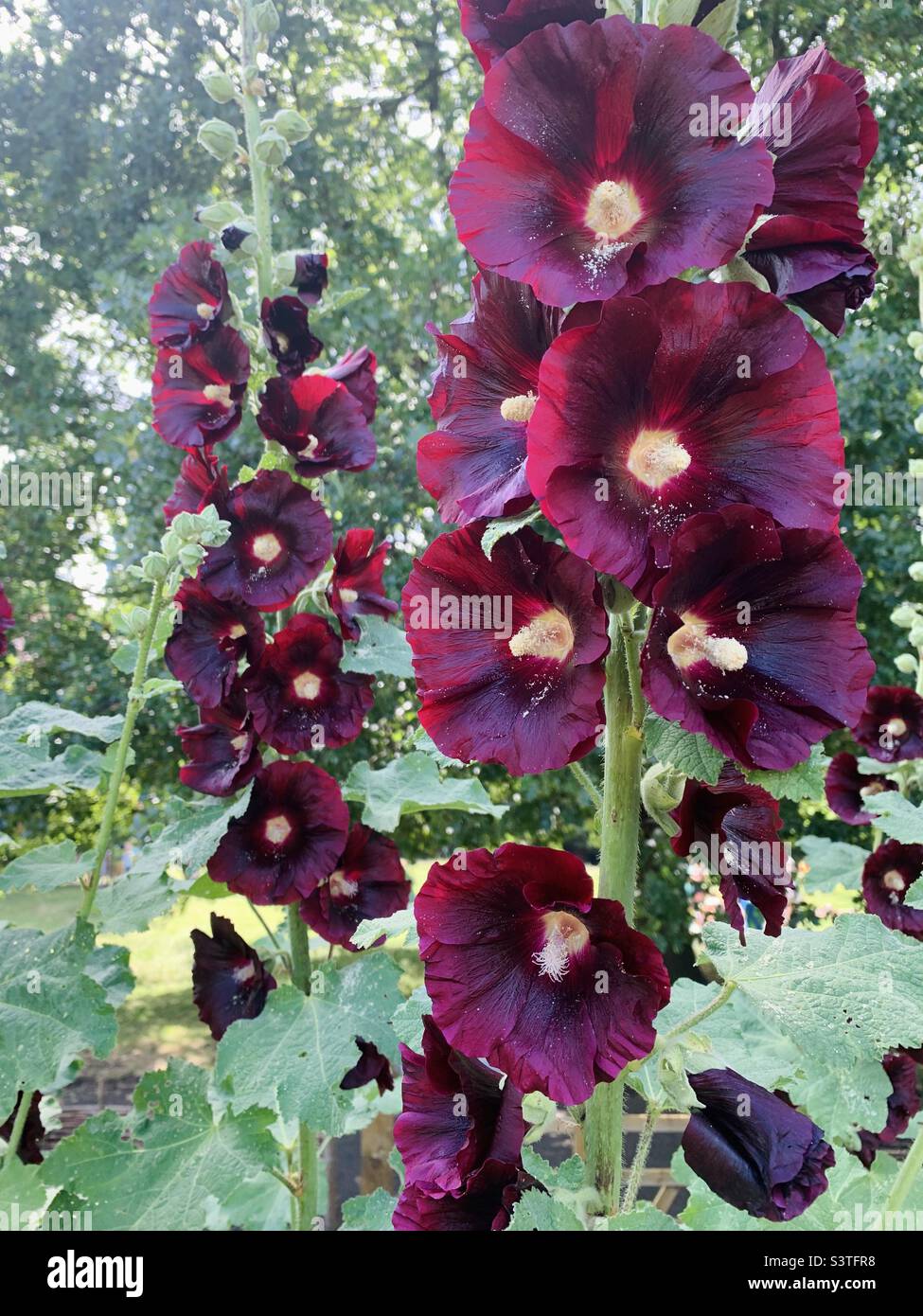 Hollyhock Nigra plant with maroon flowers Stock Photo - Alamy