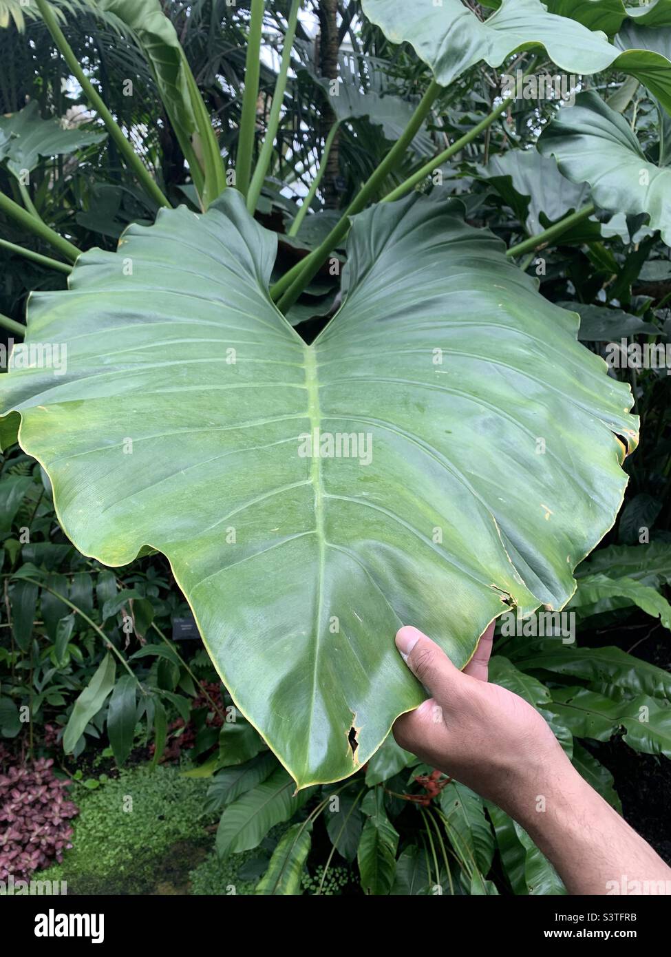 Hand holding Huge philodendron leaf at Kew Gardens Stock Photo - Alamy