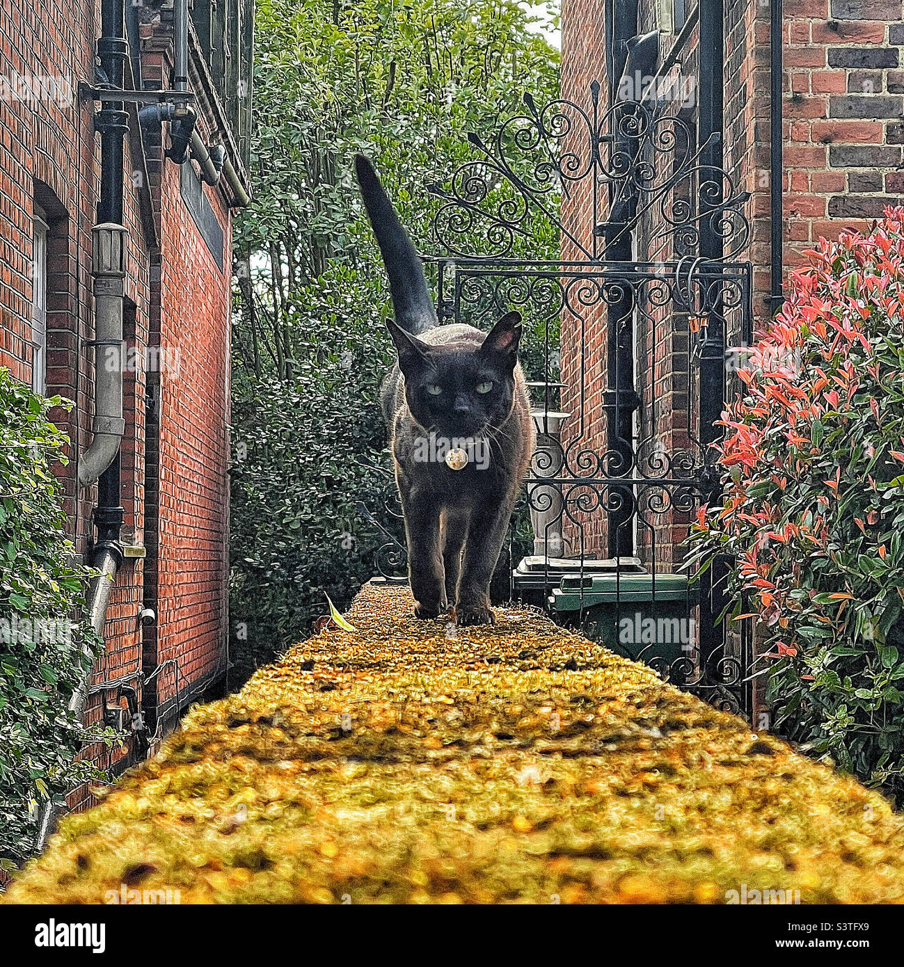 Walking cat hi-res stock photography and images - Alamy